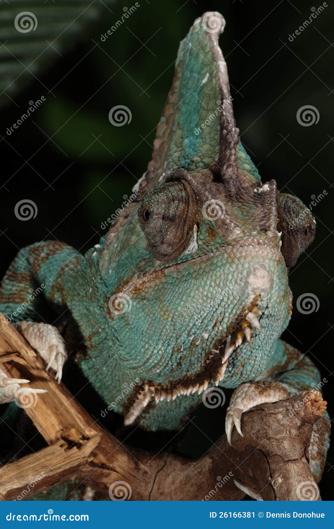 Veiled Chameleon Male - Chamaeleo Calyptratus Stock Image - Image of ...