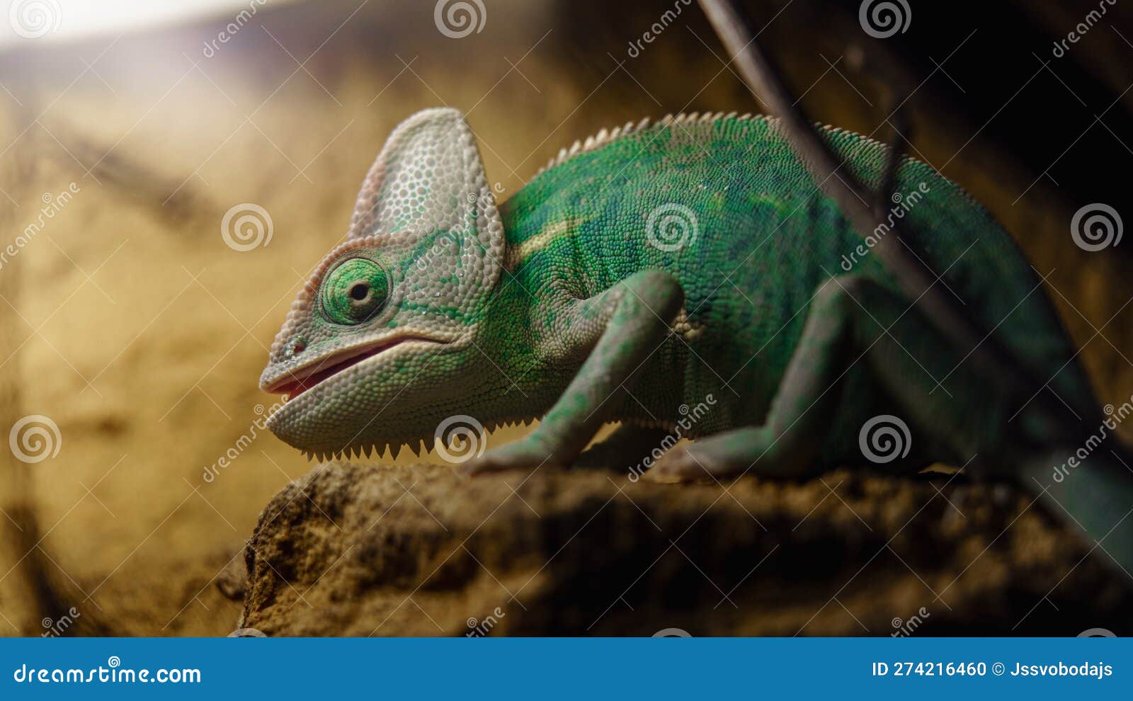 Veiled chameleon stock photo. Image of cute, collared - 274216460