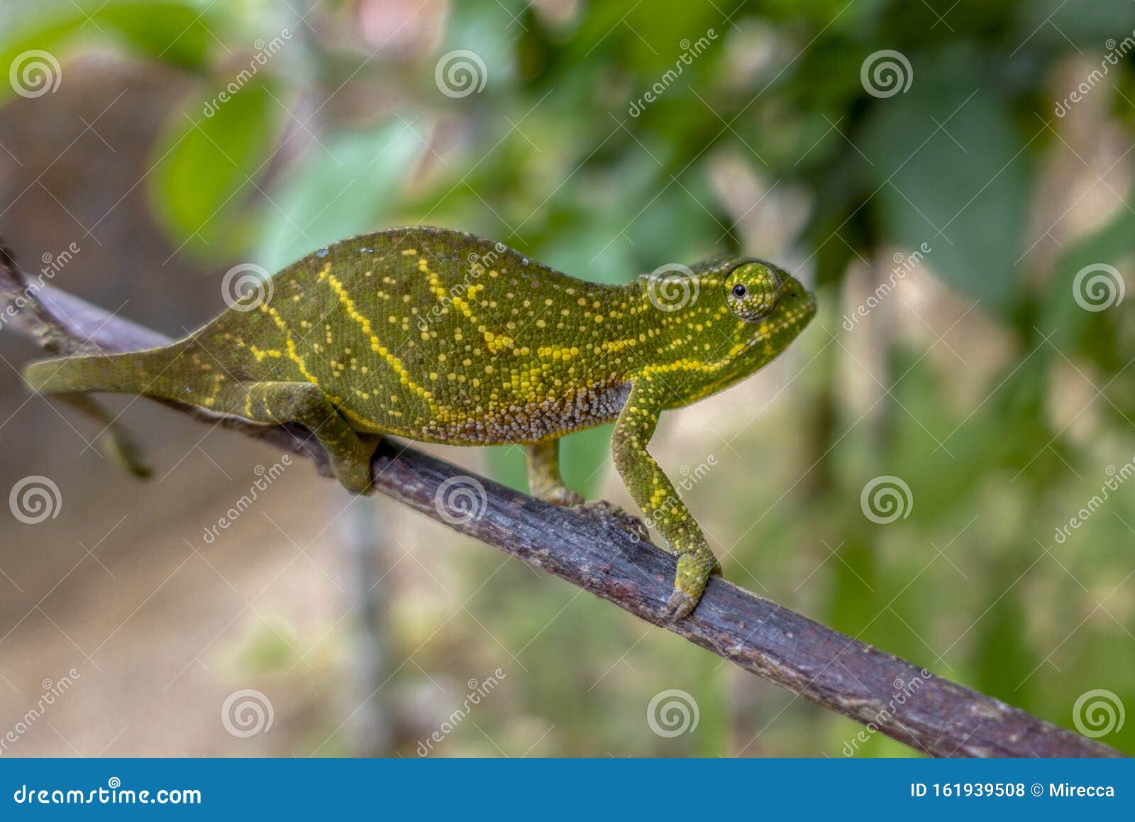 A Veiled Chameleon is Walking on a Tree Branch Stock Photo - Image of ...