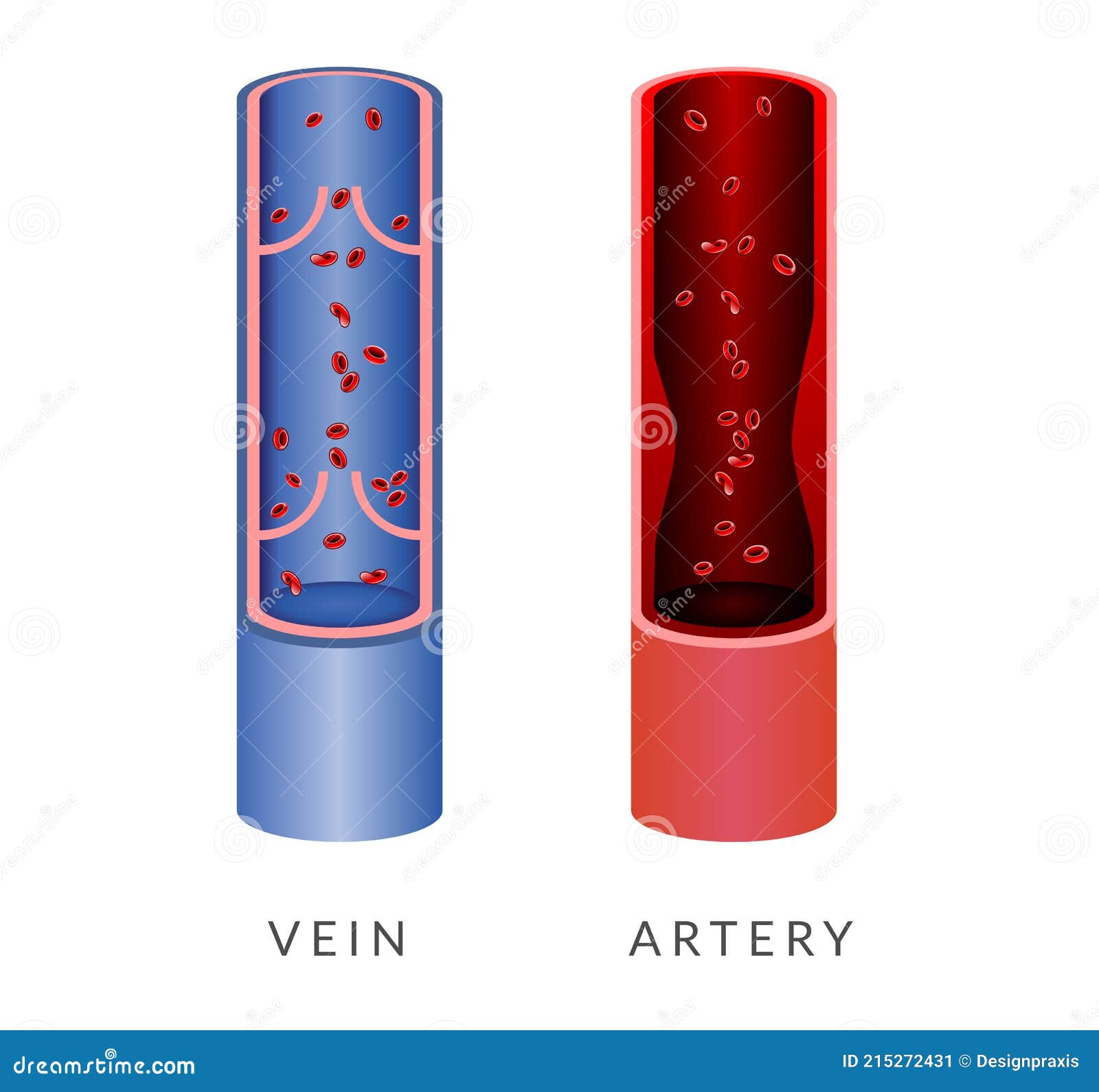 Vein and Artery Illustration Stock Vector - Illustration of diagram ...