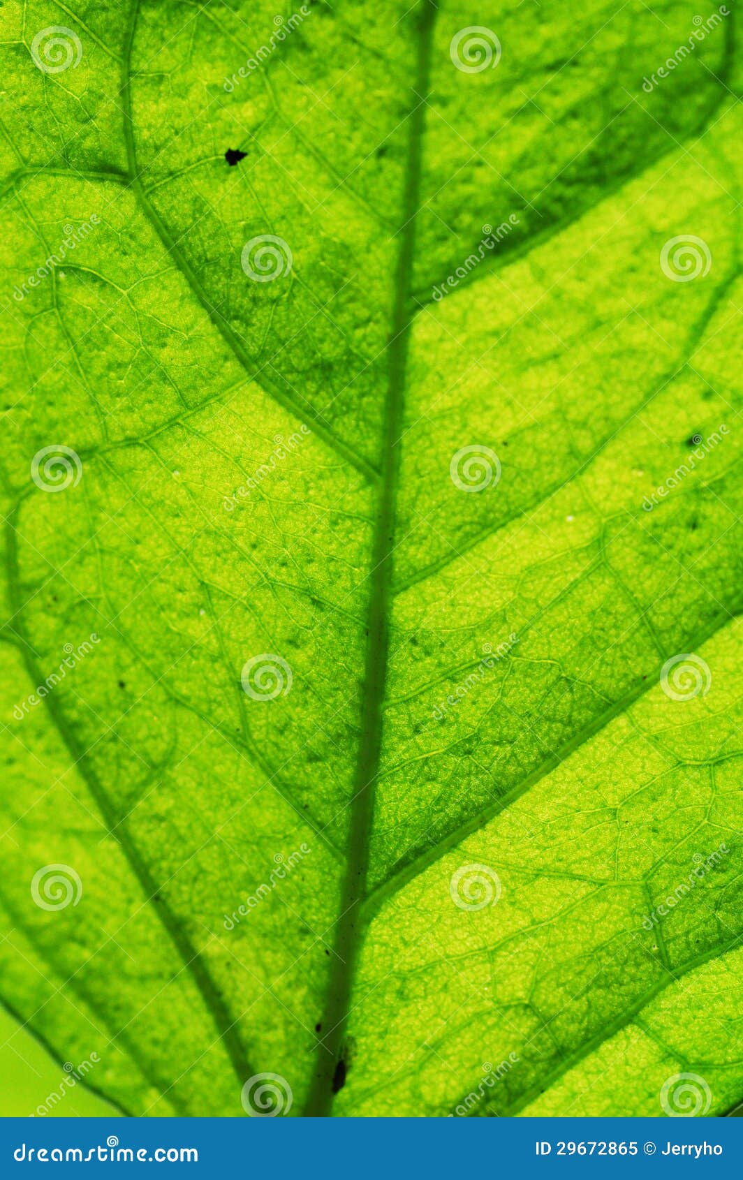 The vein of leaf stock image. Image of environment, nature - 29672865