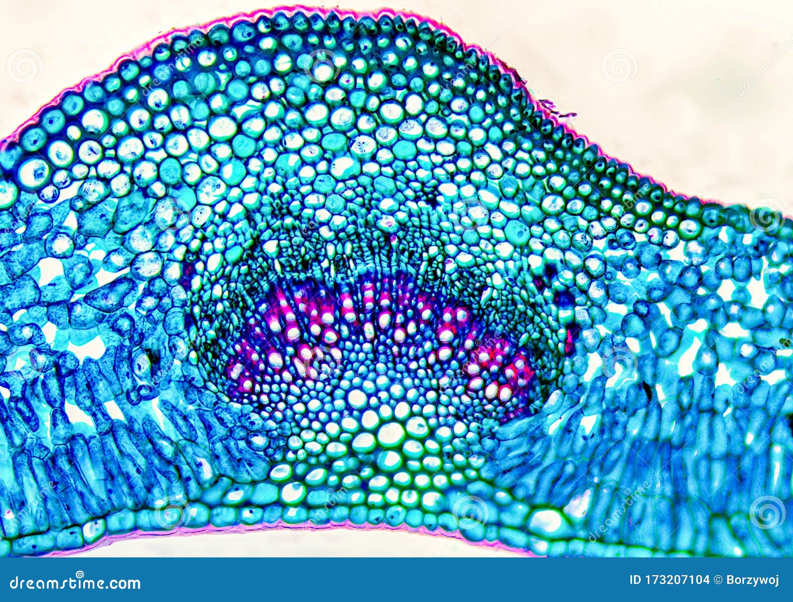 Vein Section Under The Microscope Stock Photo | CartoonDealer.com #89512998