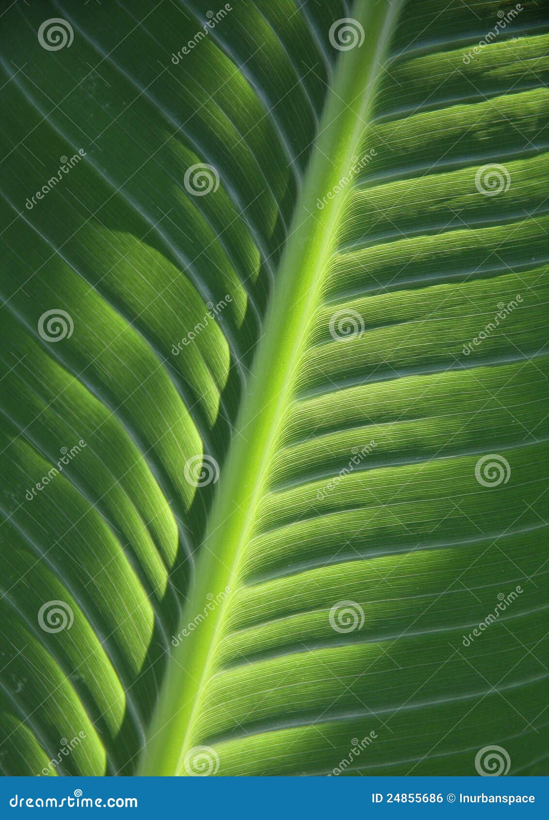Vein Rib of Green Leaf, Background and Pattern Stock Photo - Image of ...
