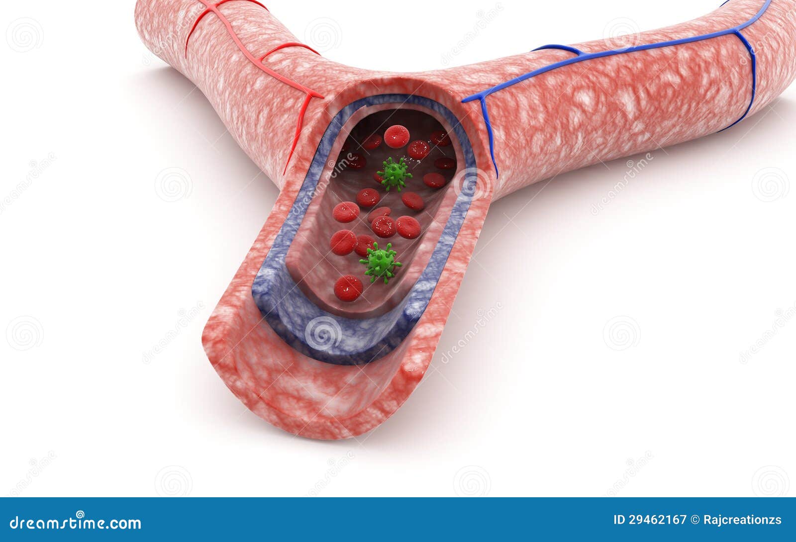 Veine De Sang Et Globules Rouges Image stock - Image du médecine ...