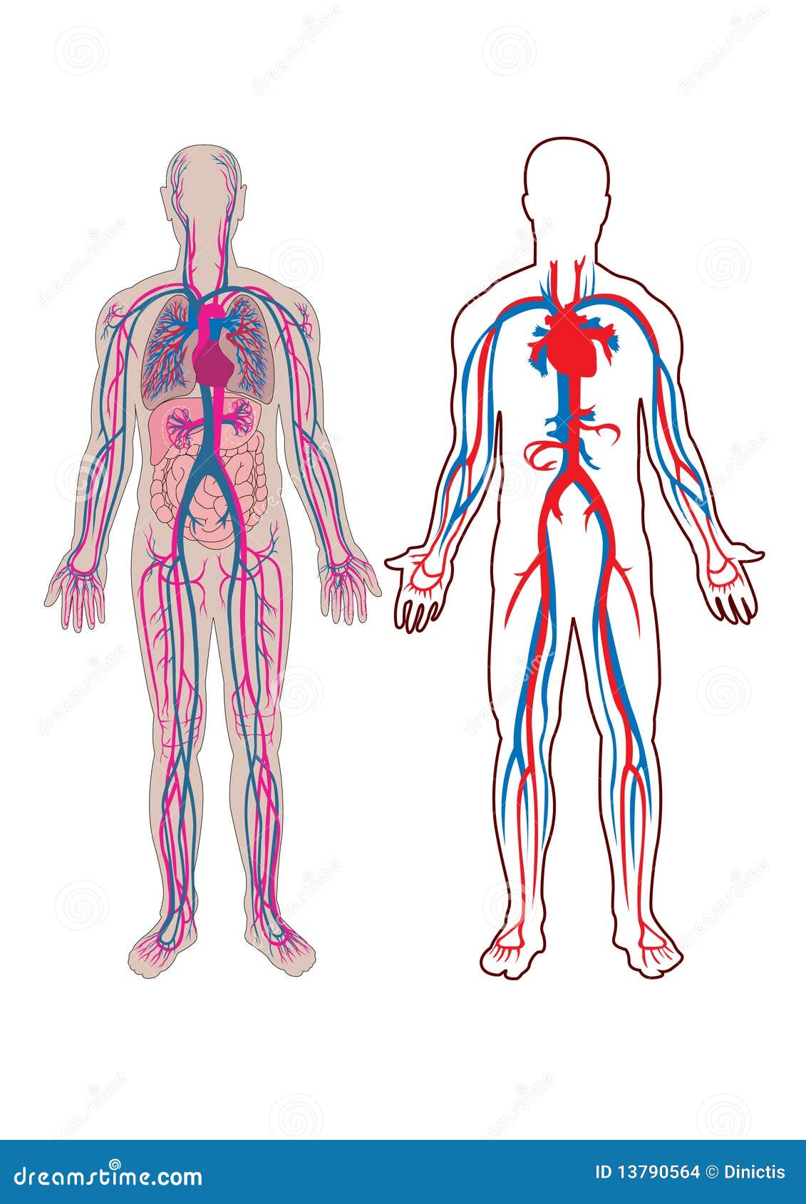 Veine humaine dedans illustration de vecteur. Illustration du organe ...