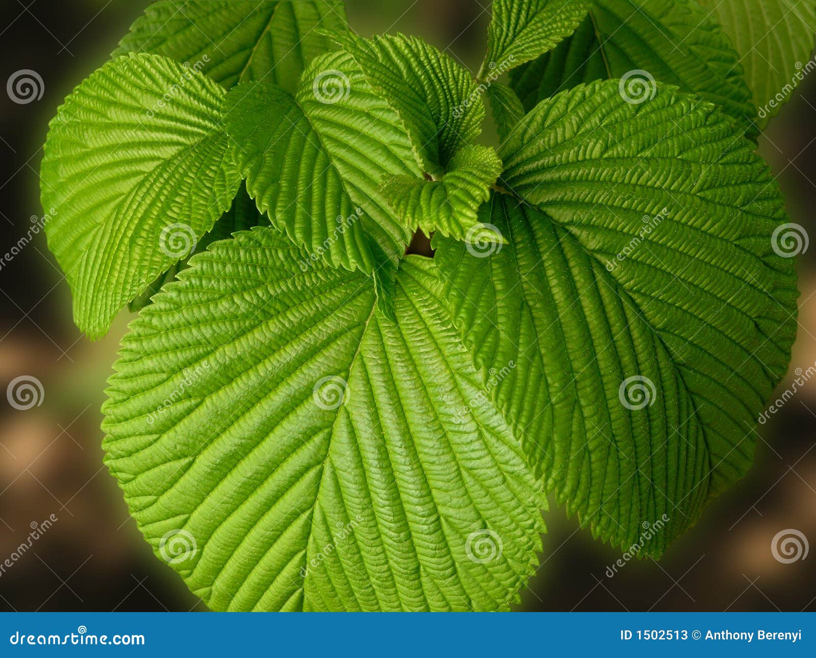 Veined Leaf Cluster stock image. Image of texture, organic - 1502513