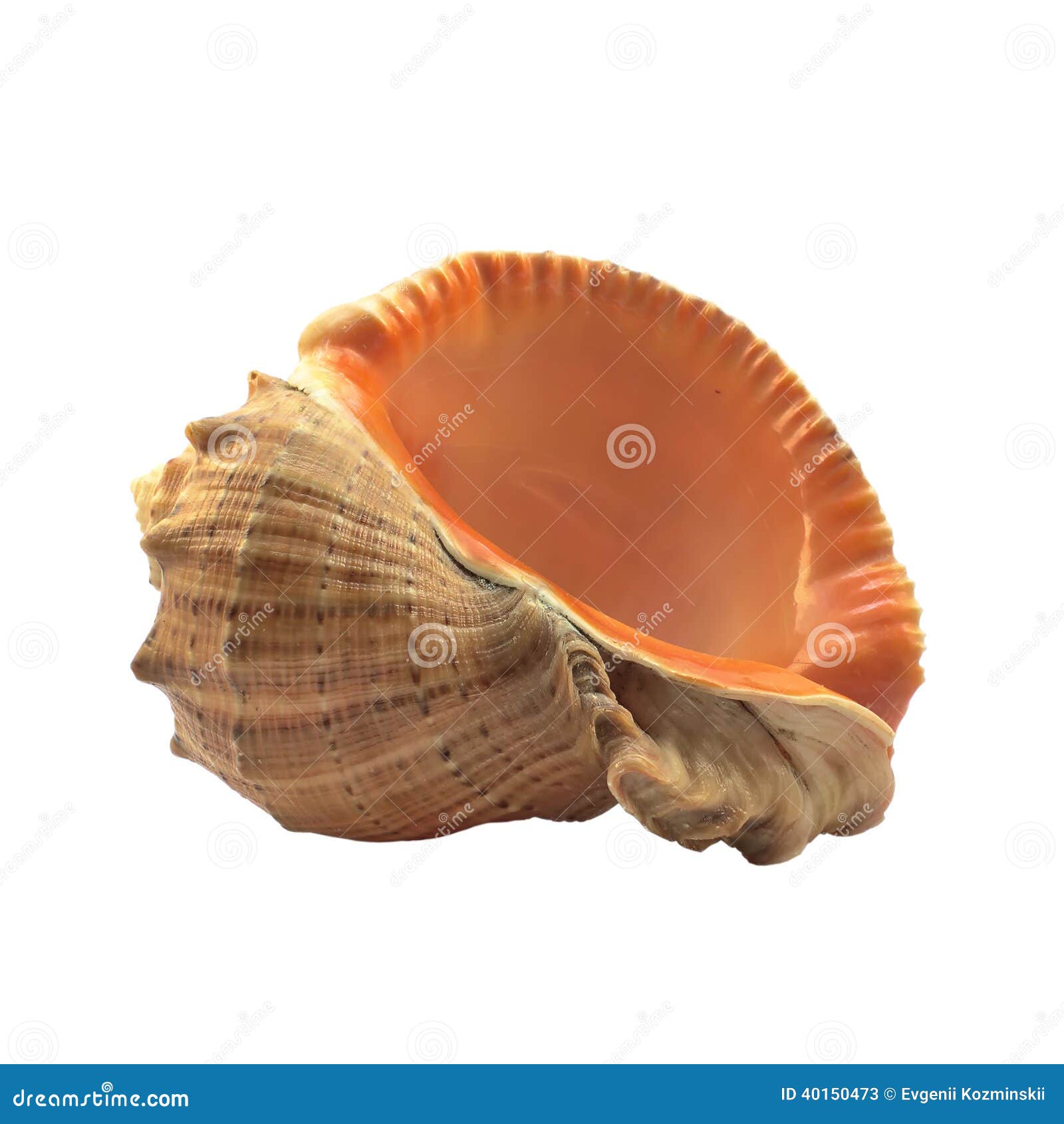 Veined Rapa Whelks, Or Rapana Venosa, On Bright Blue Background Stock Photo | CartoonDealer.com ...