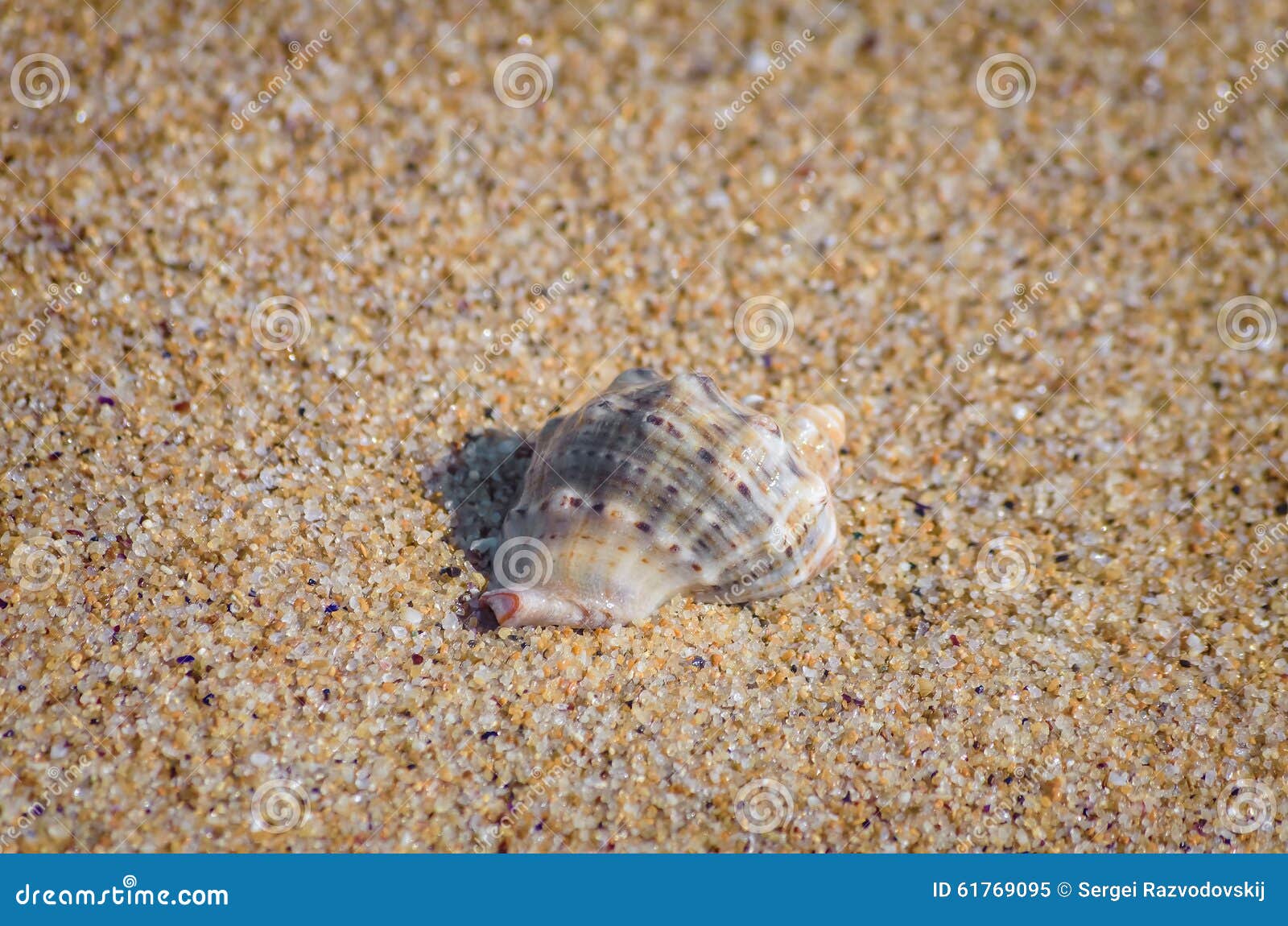 Veined Rapa Whelks, Or Rapana Venosa, On Bright Blue Background Stock Photo | CartoonDealer.com ...