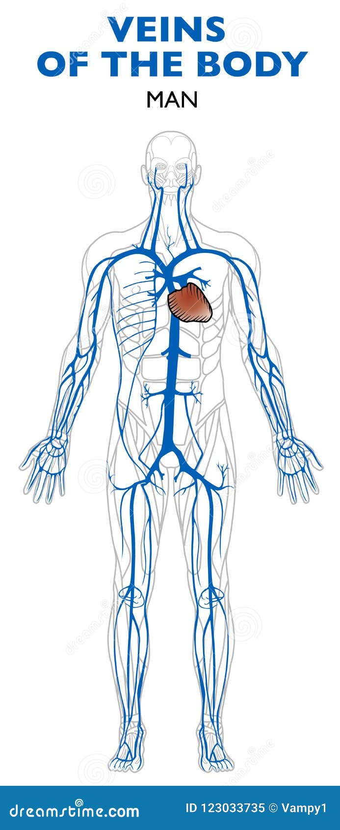 Veines Dans Le Corps, Anatomie, Corps Humain Illustration de Vecteur ...