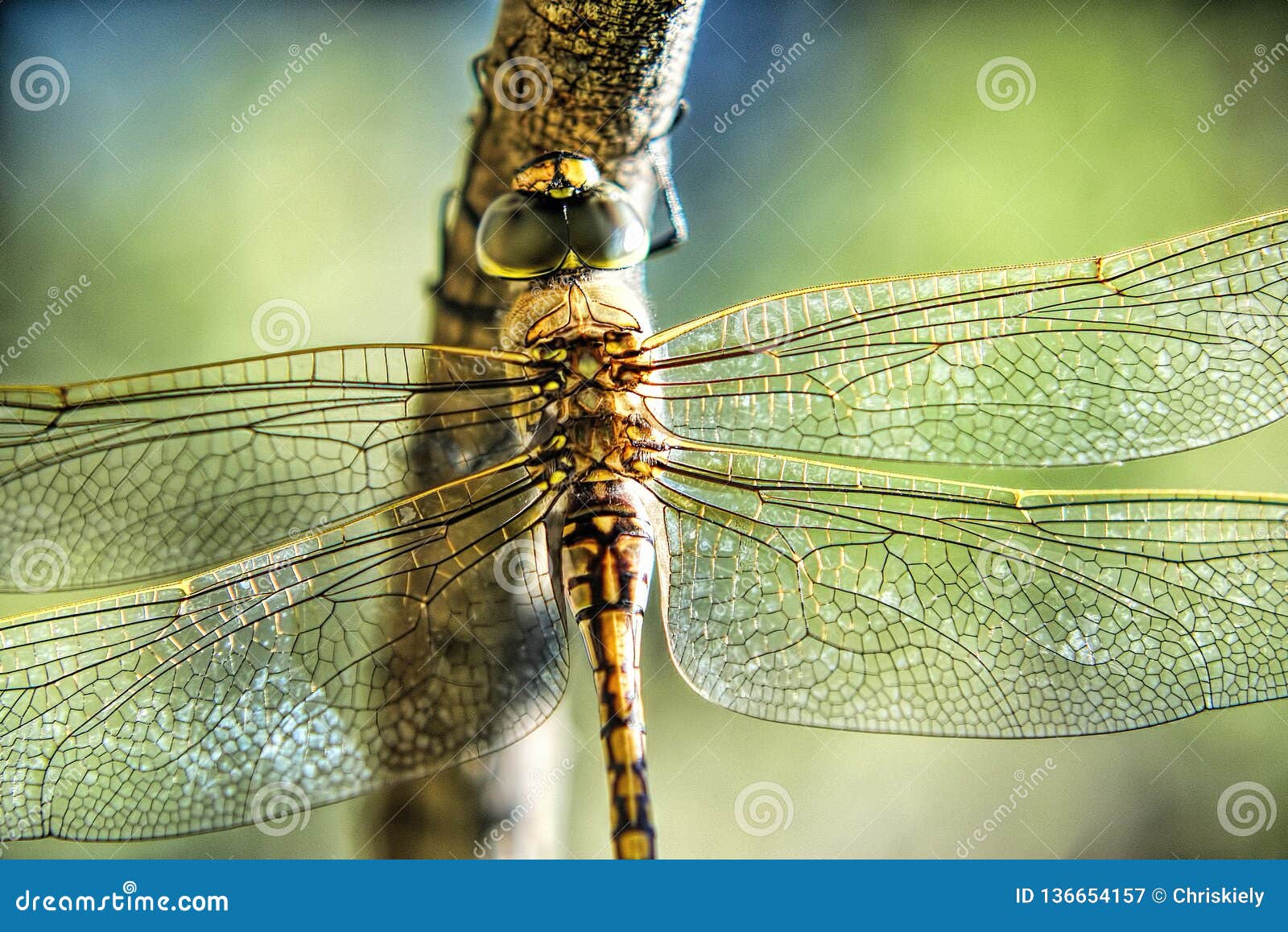 Veines Des Ailes De Libellule Image stock - Image du beau, glace: 136654157