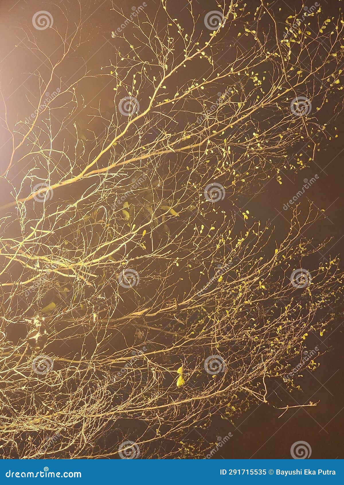 Veinlike Shining Tree Branch in the Night Stock Image - Image of ...