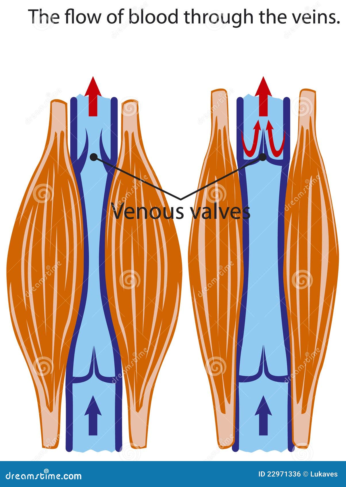 Veins stock vector. Illustration of human, life, artery - 22971336