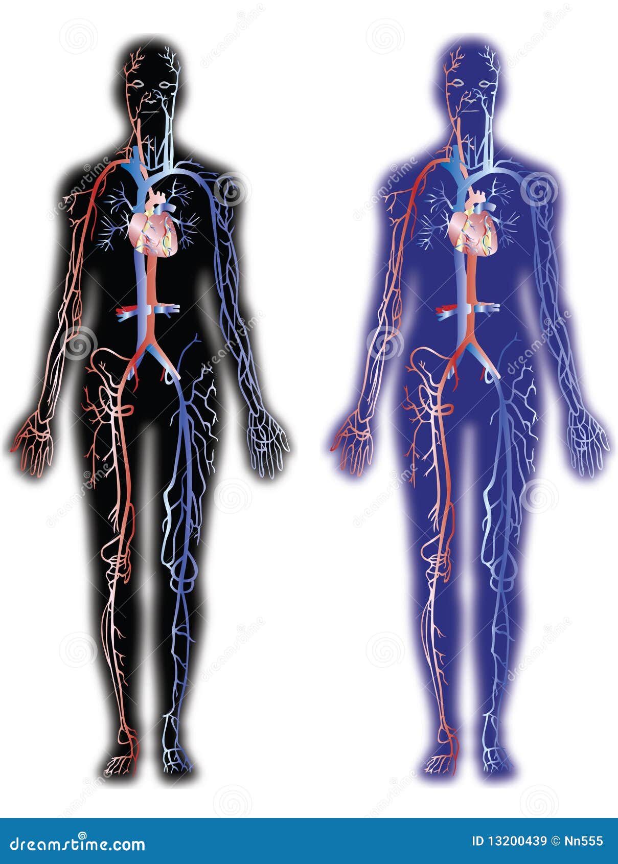 Veins And Arteries Cartoon Vector | CartoonDealer.com #13200439