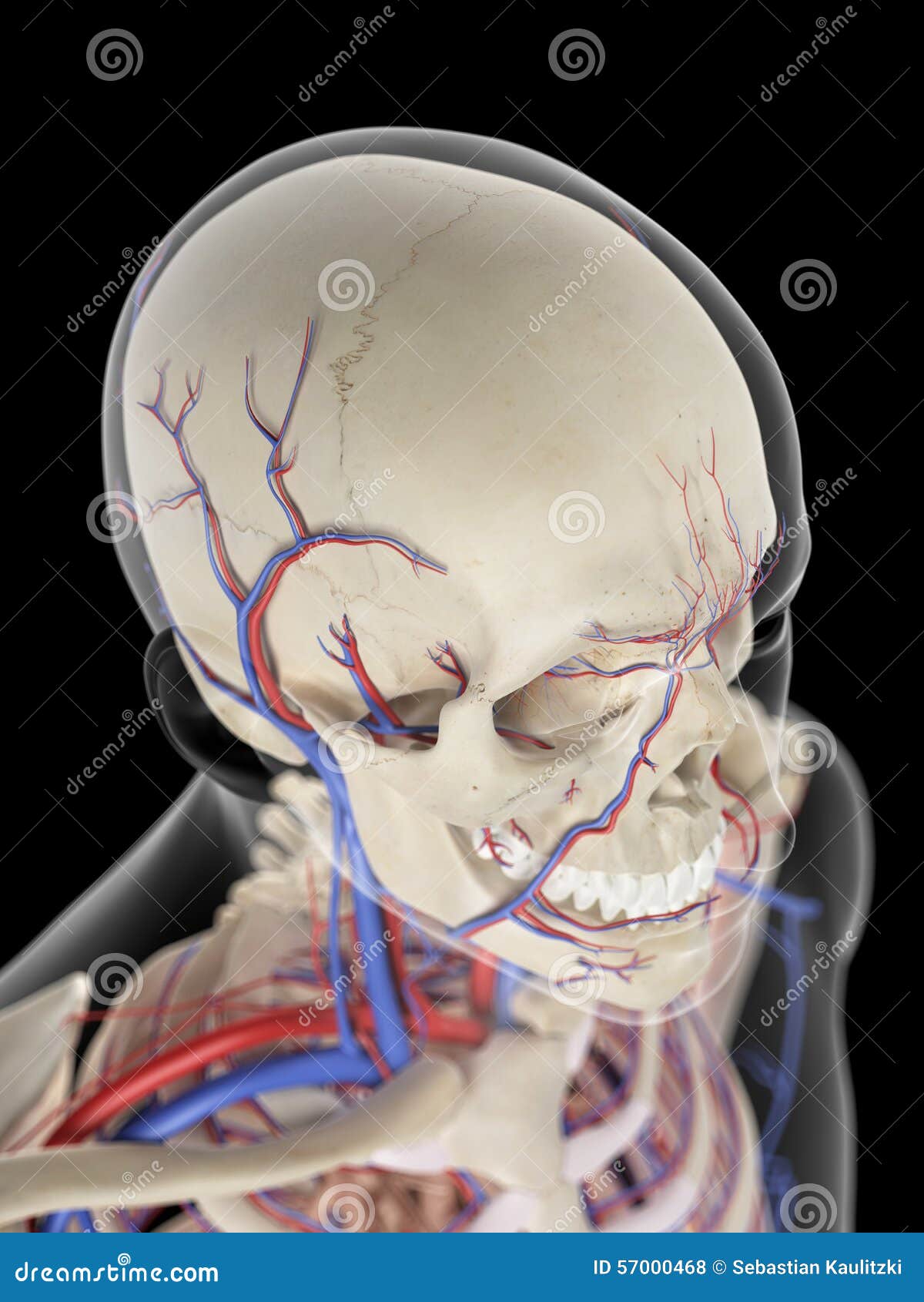The Veins and Arteries of the Head Stock Illustration - Illustration of ...