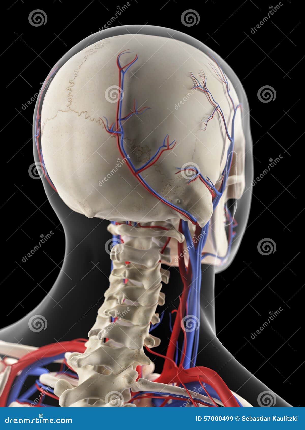 The Veins and Arteries of the Head Stock Illustration - Illustration of ...