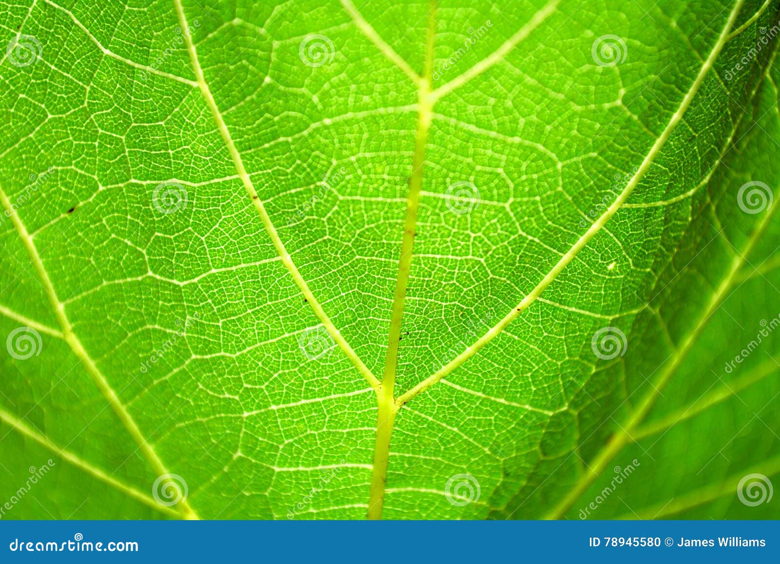 Veins of a Grape Leaf stock photo. Image of lines, textured - 78945580