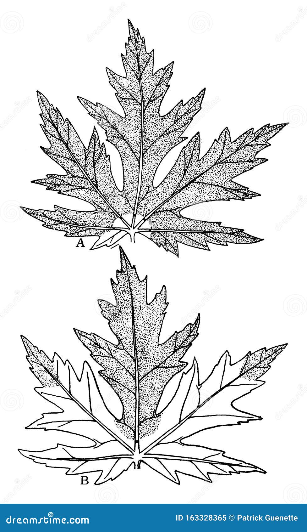 Cut Leaf Veins Vintage Illustration Stock Vector - Illustration of ...