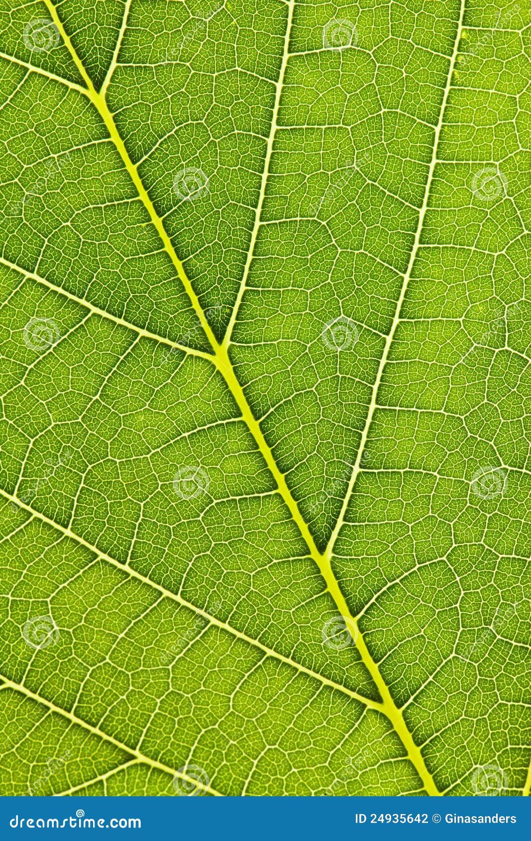 Veins of a leaf stock photo. Image of nature, abstract - 24935642