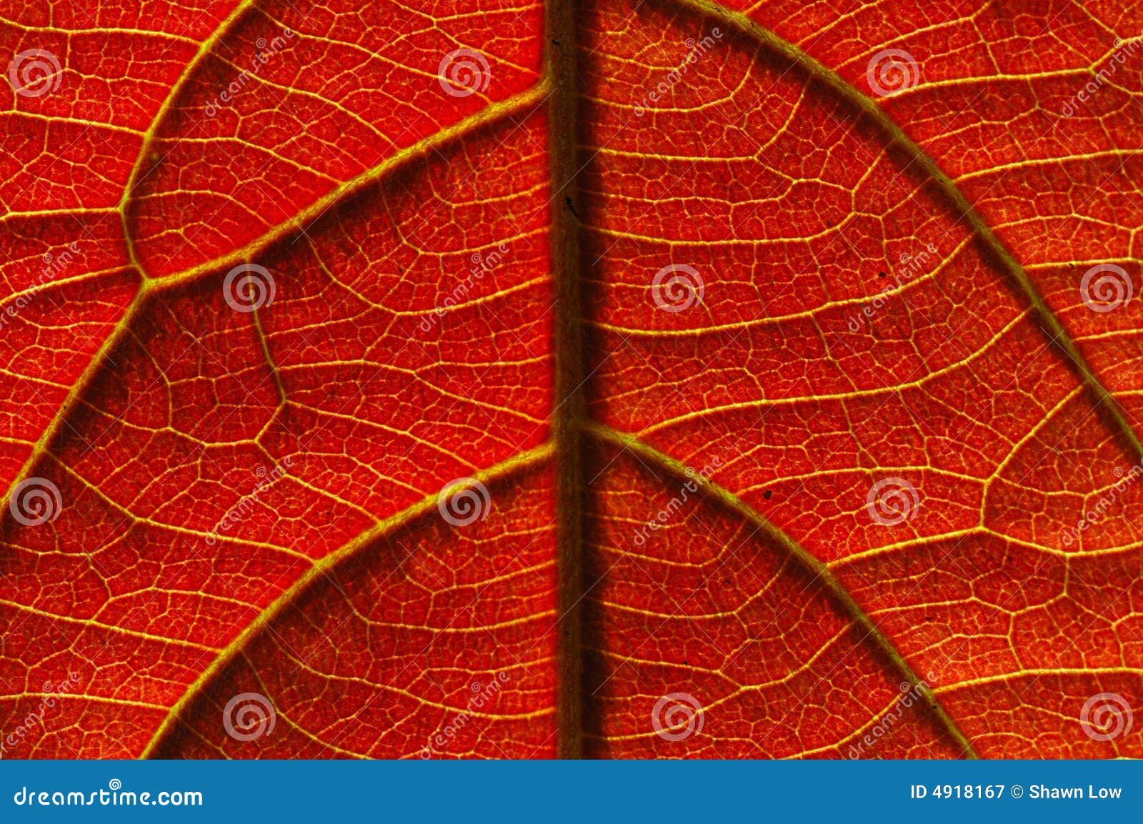 Veins of a leaf stock image. Image of veins, colours, crimson - 4918167