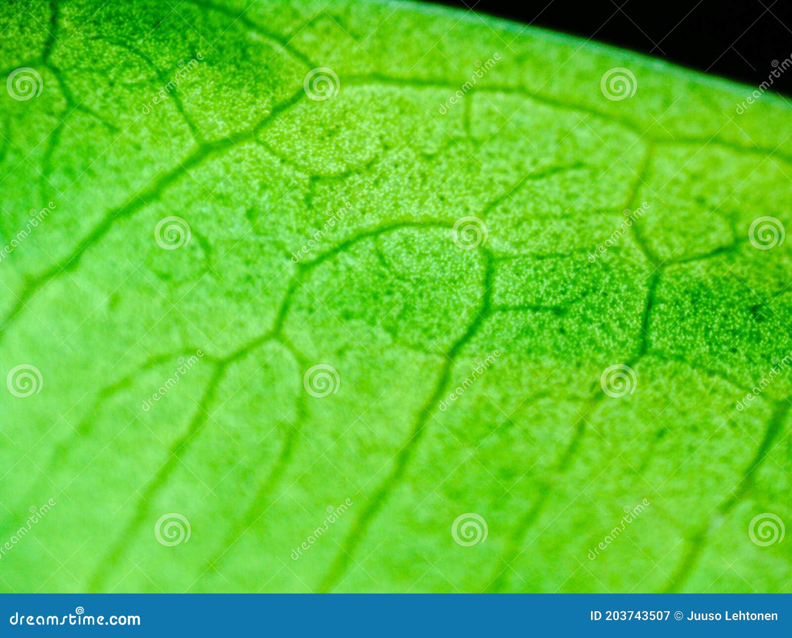 Veins of a Leaf - Microscopic View Stock Image - Image of color ...