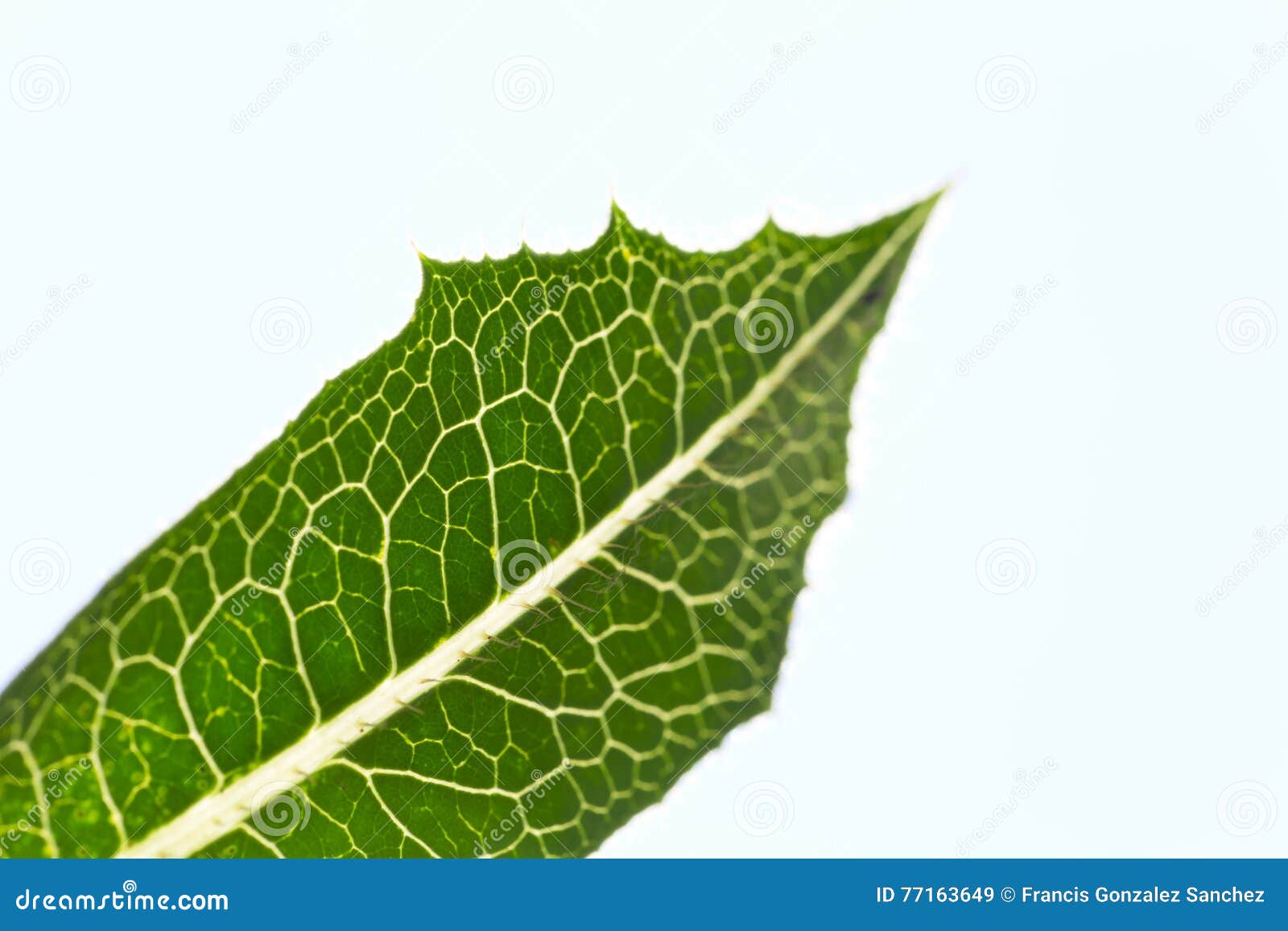 Veins of the Leaf of a Plant Stock Image - Image of foliage, healthy ...