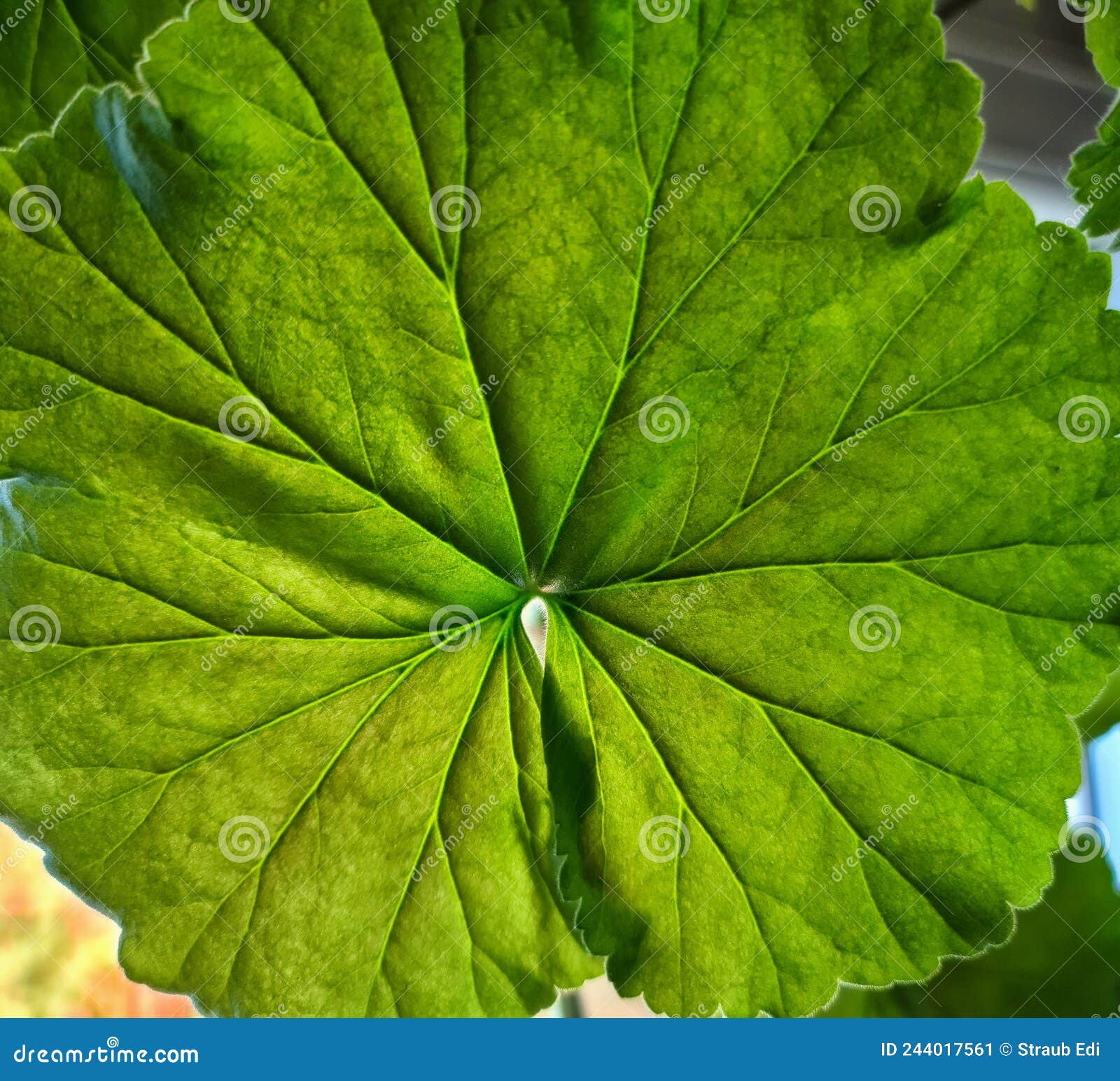 Veins of a leaf stock image. Image of green, veins, closeup - 244017561