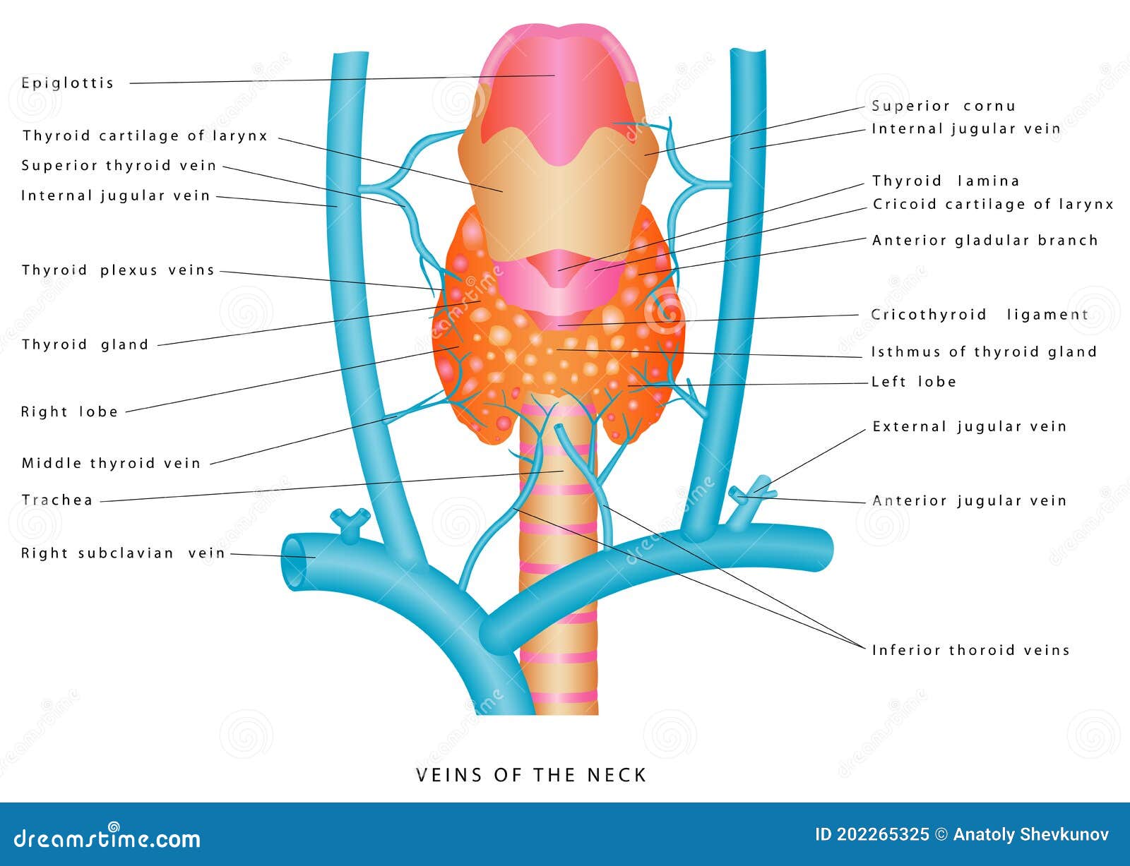 Veins of the neck stock illustration. Illustration of bone - 202265325