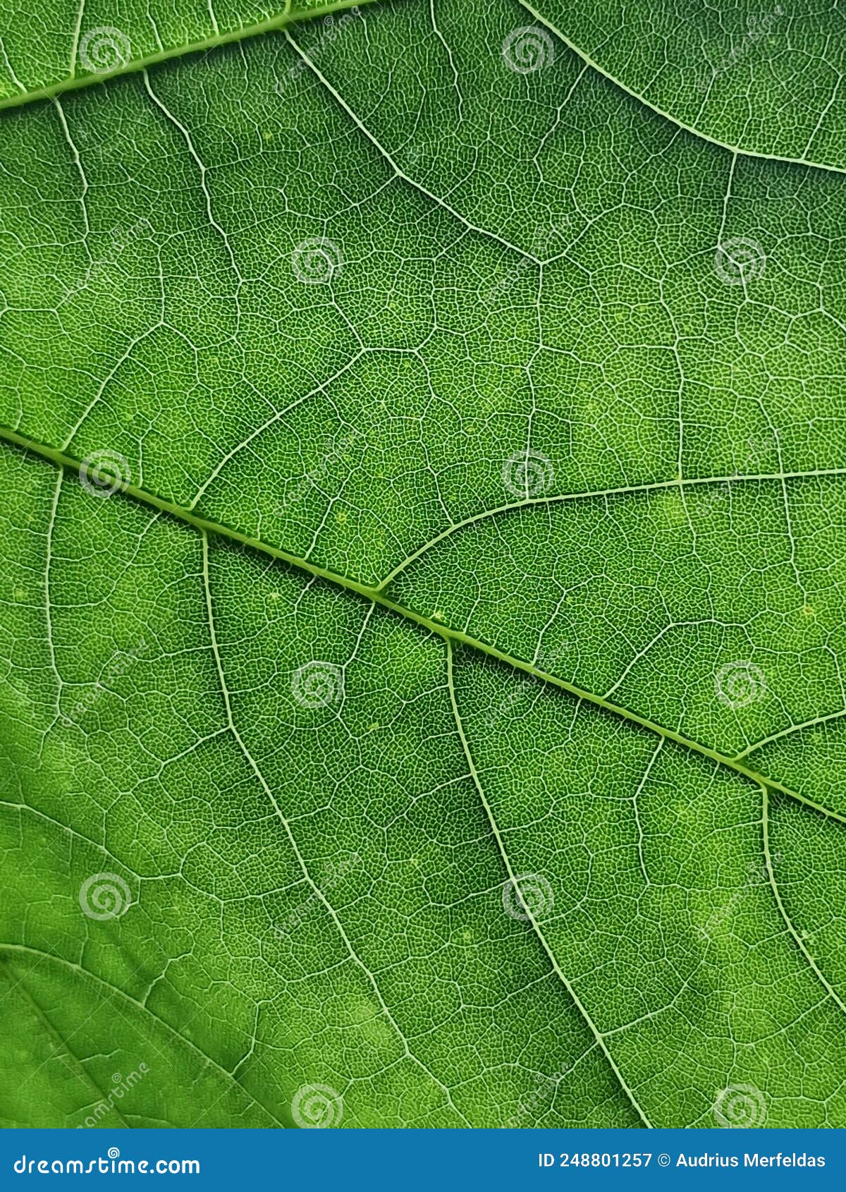 The Veins Pattern of Maple Leaf Stock Image - Image of fresh, forest ...