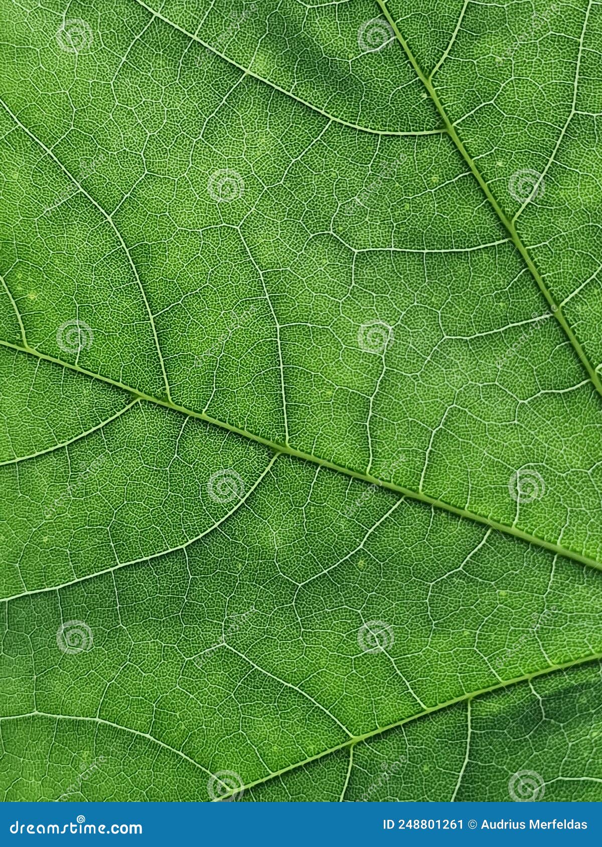 The Veins Pattern of Maple Leaf Stock Image - Image of macro, nature ...