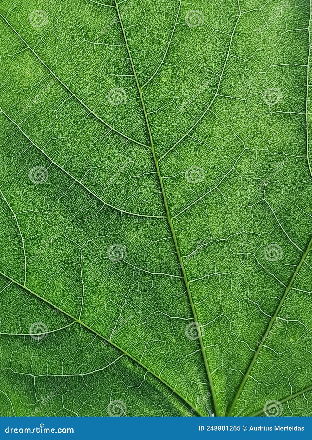 The Veins Pattern of Maple Leaf Stock Image - Image of flora, nature ...