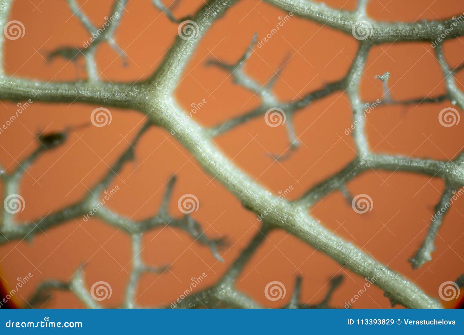 Veins from Plant Leaf Under Microscope Stock Image - Image of details ...