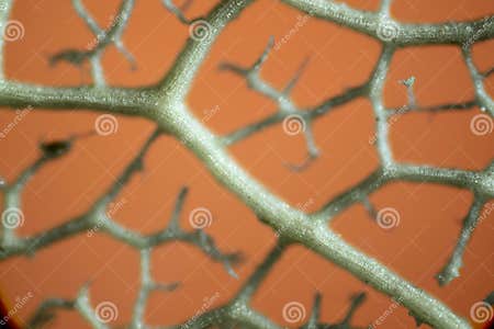 Veins from Plant Leaf Under Microscope Stock Image - Image of details ...