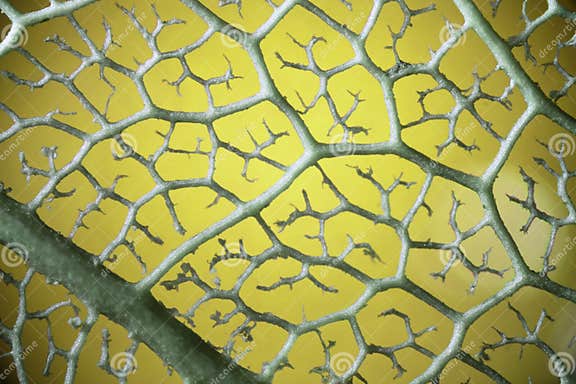 Veins from Plant Leaf Under Microscope Stock Image - Image of leaf ...