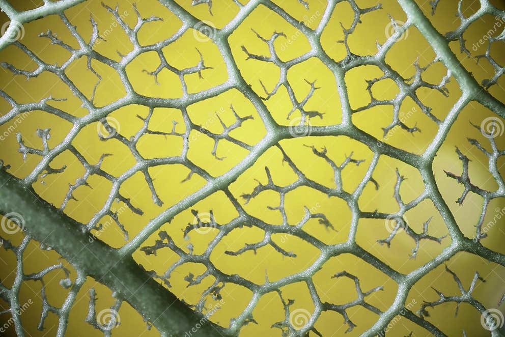 Veins from Plant Leaf Under Microscope Stock Image - Image of leaf ...