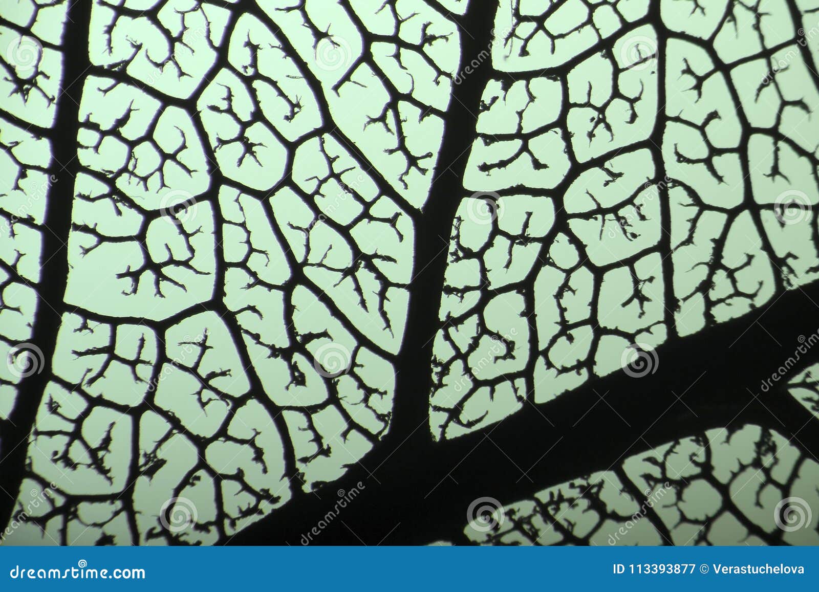 Veins from Plant Leaf Under Microscope Stock Image - Image of micro ...