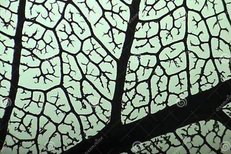 Veins from Plant Leaf Under Microscope Stock Image - Image of micro ...