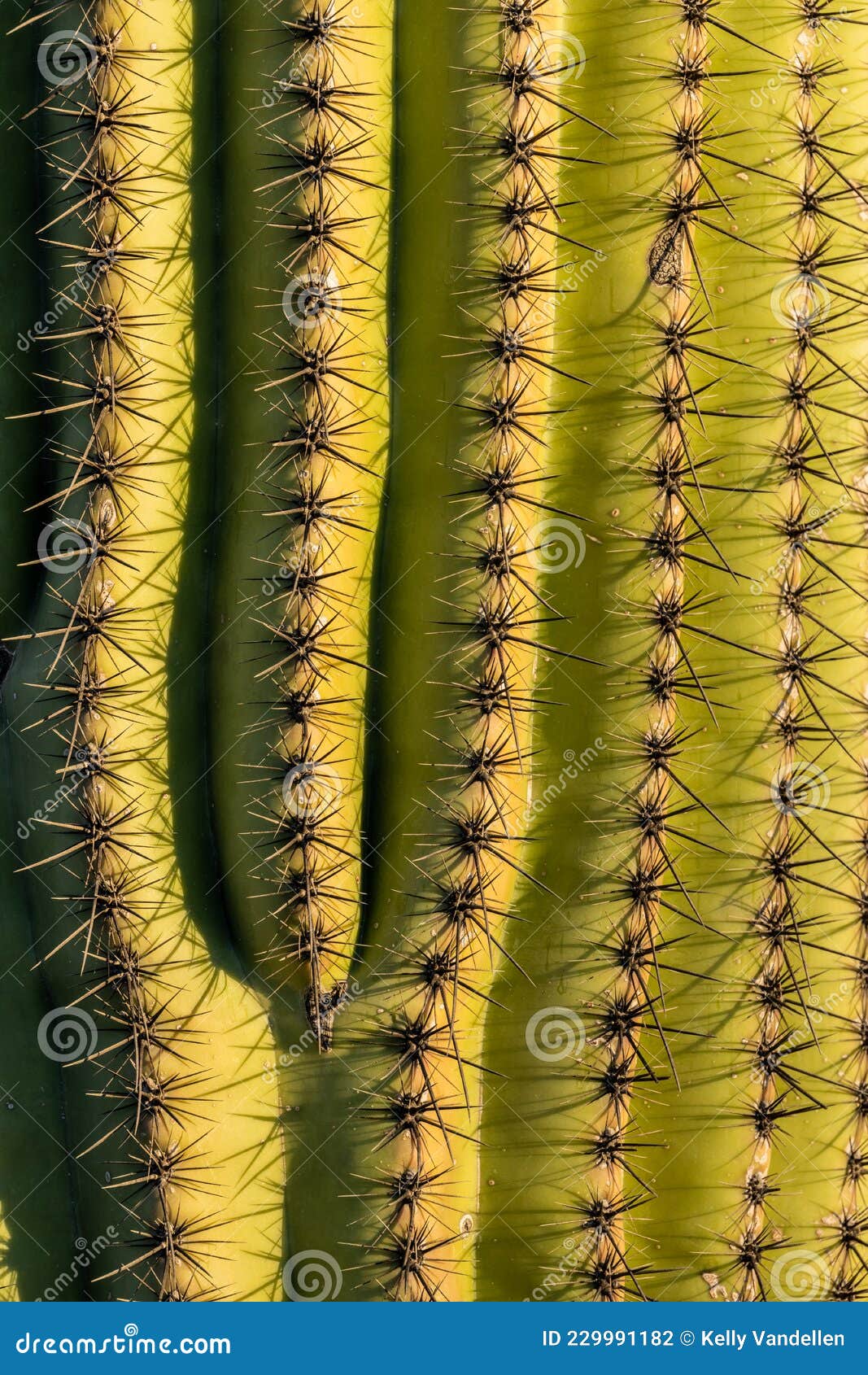 Veins Split on Surface of Saguaro Cactus Stock Photo - Image of park ...