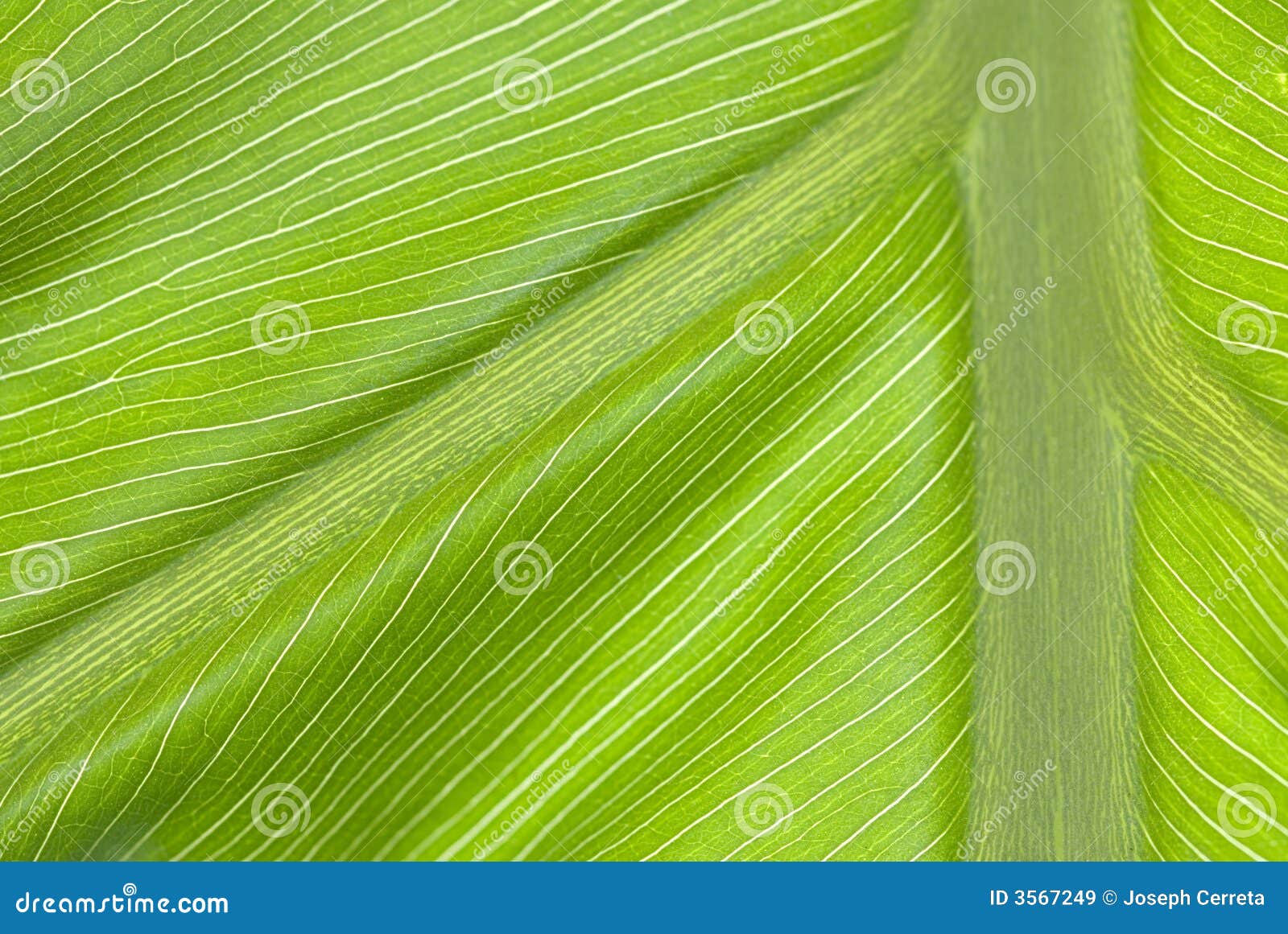 Veiny Leaf stock image. Image of vein, leaf, plants, macro - 3567249