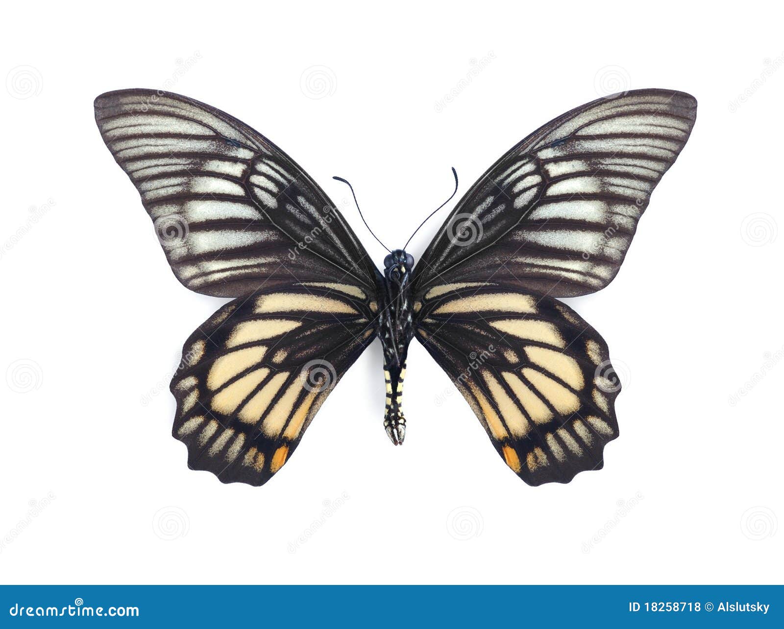 Veiovis De Chilasa (superficie Inferior) Foto de archivo - Imagen de ...