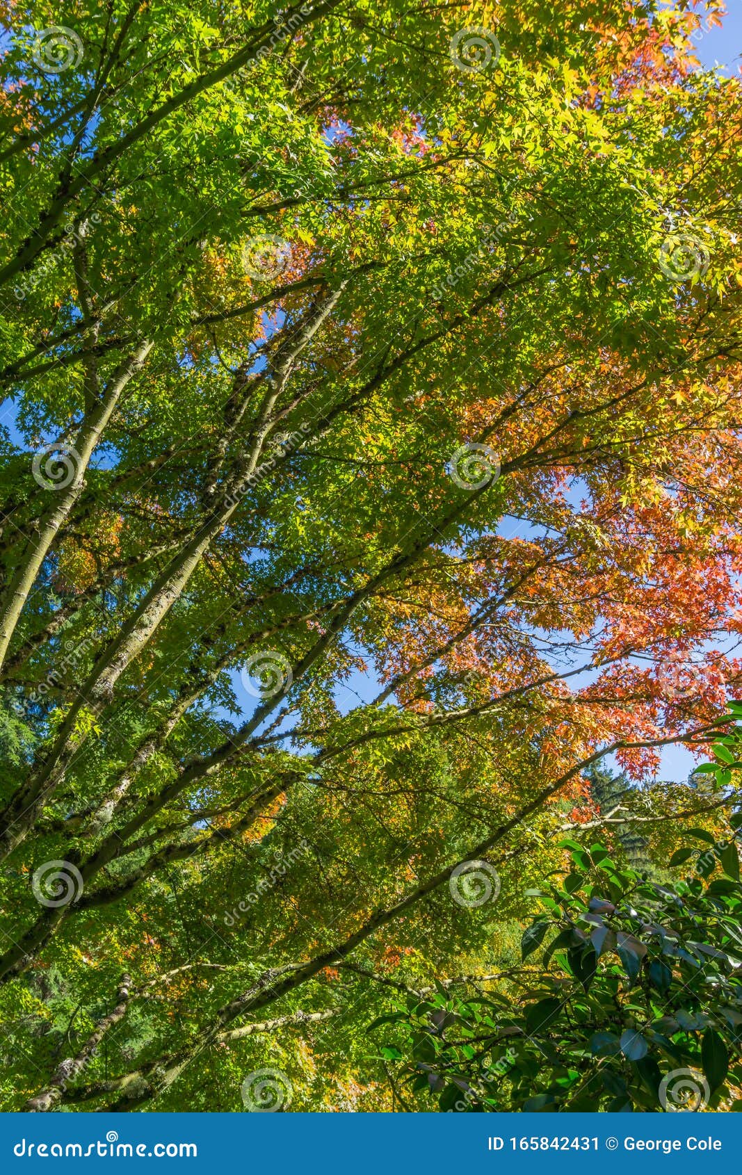 Fall Leaves and Branches 2 stock image. Image of seasons - 165842431