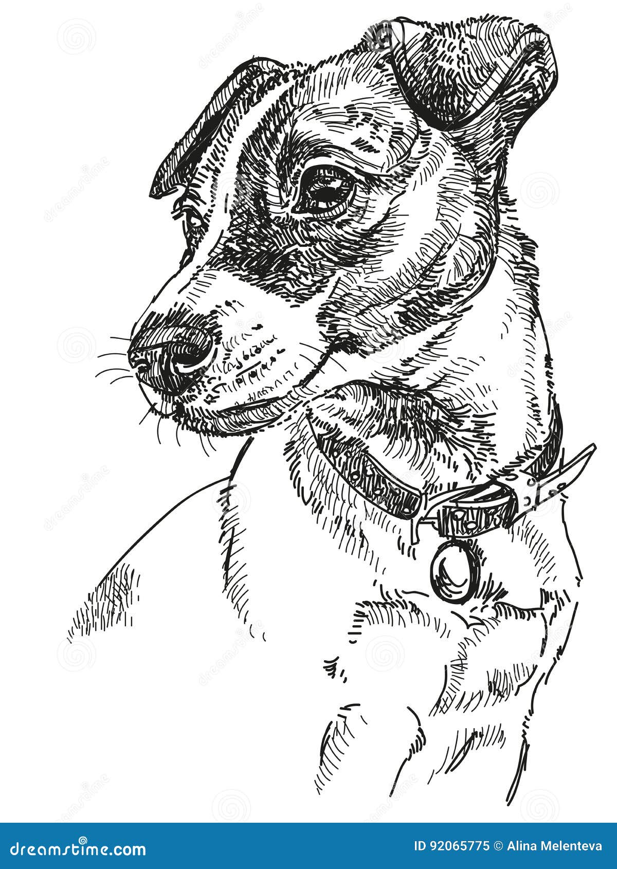 Vektor-Jack Russel-Terrier vektor abbildung. Illustration von getrennt ...