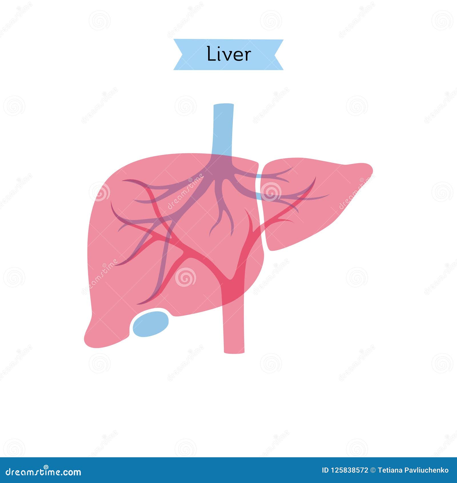 Vektor Lokalisierte Illustration Der Leber Vektor Abbildung - Illustration von konzept, gesund ...