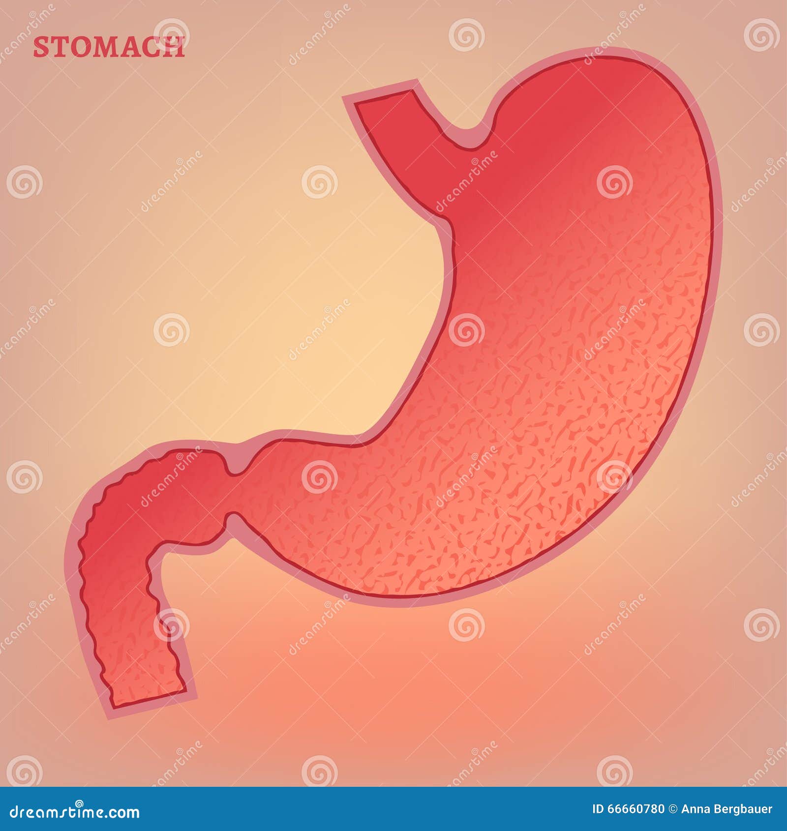 Vektor-Magen-Bild vektor abbildung. Illustration von ösophagus - 66660780
