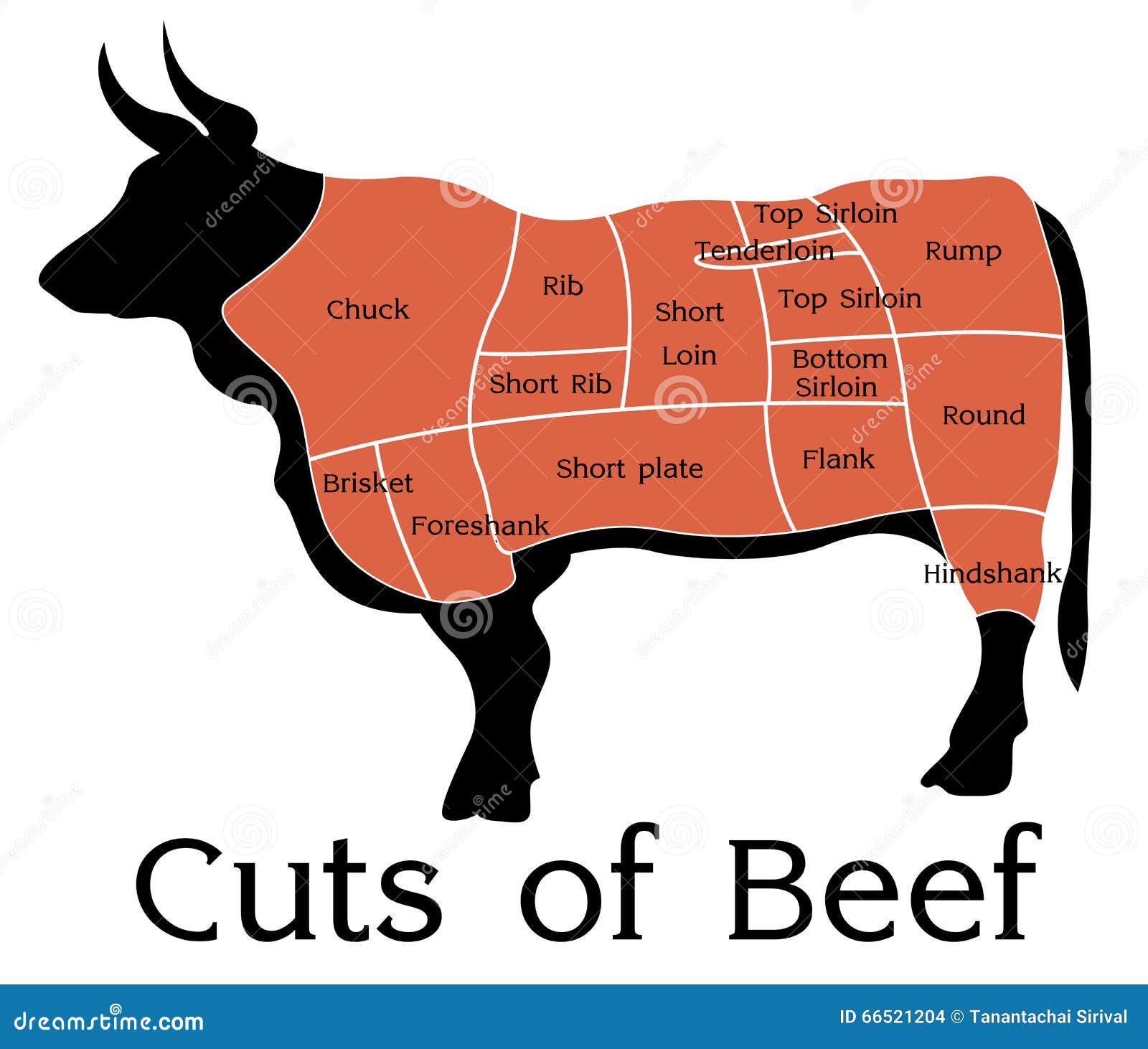 Vektor-Rindfleisch Schneidet Diagramm Vektor Abbildung - Illustration ...