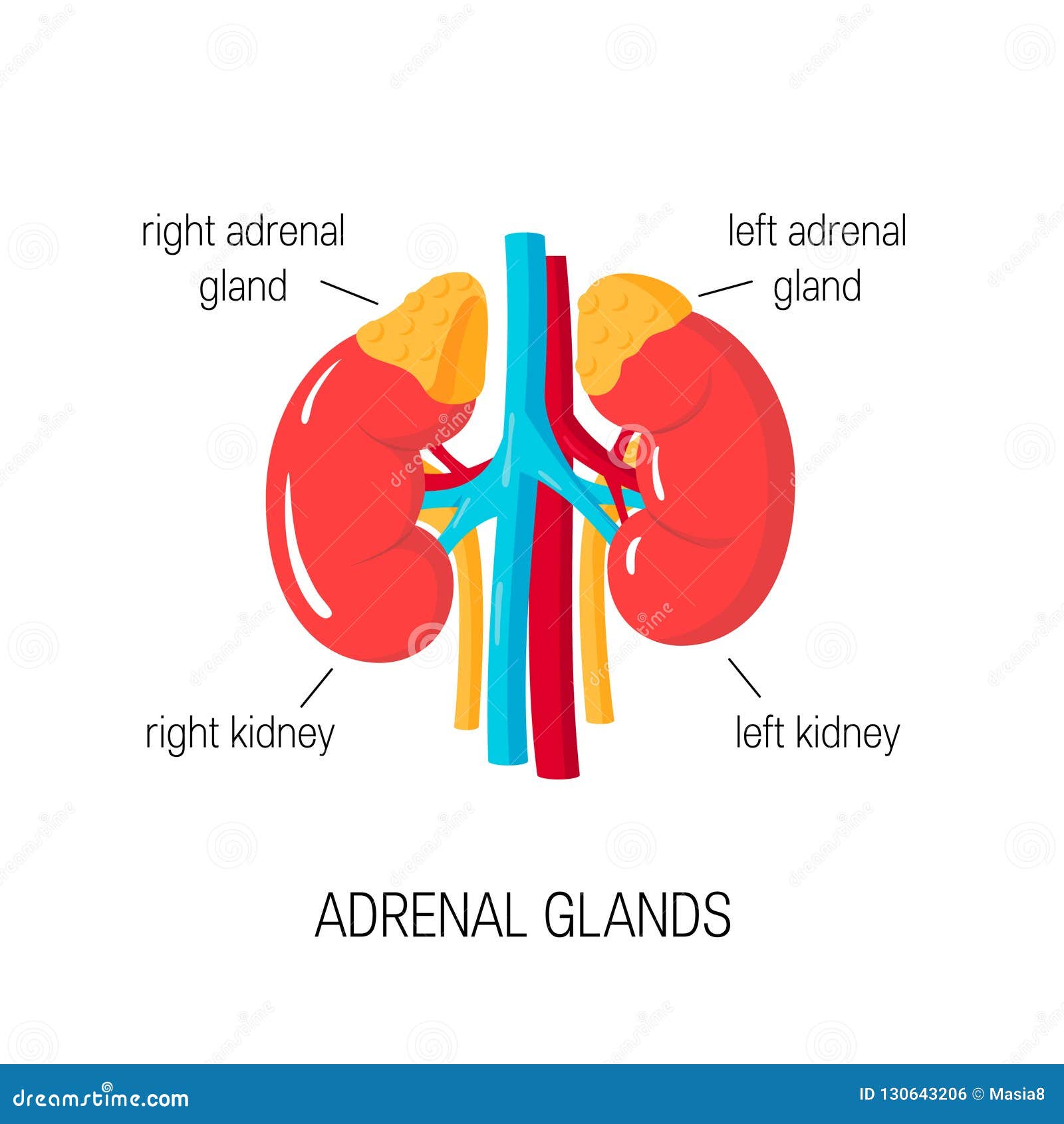 Vektordiagram Av Binjure I Plan Stil Vektor Illustrationer ...