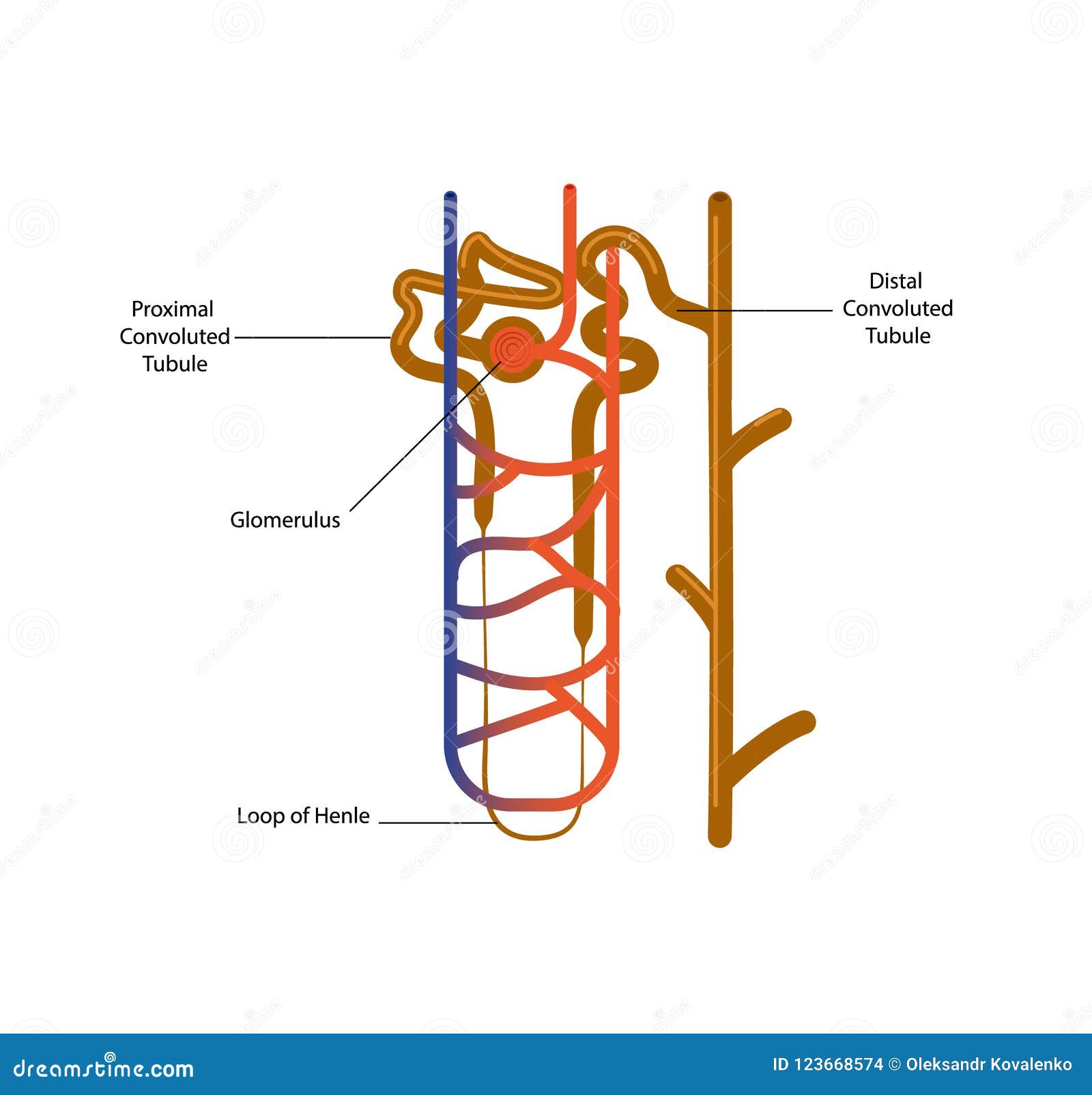 Vektorillustration Der Nephron Struktur Vektor Abbildung - Illustration ...