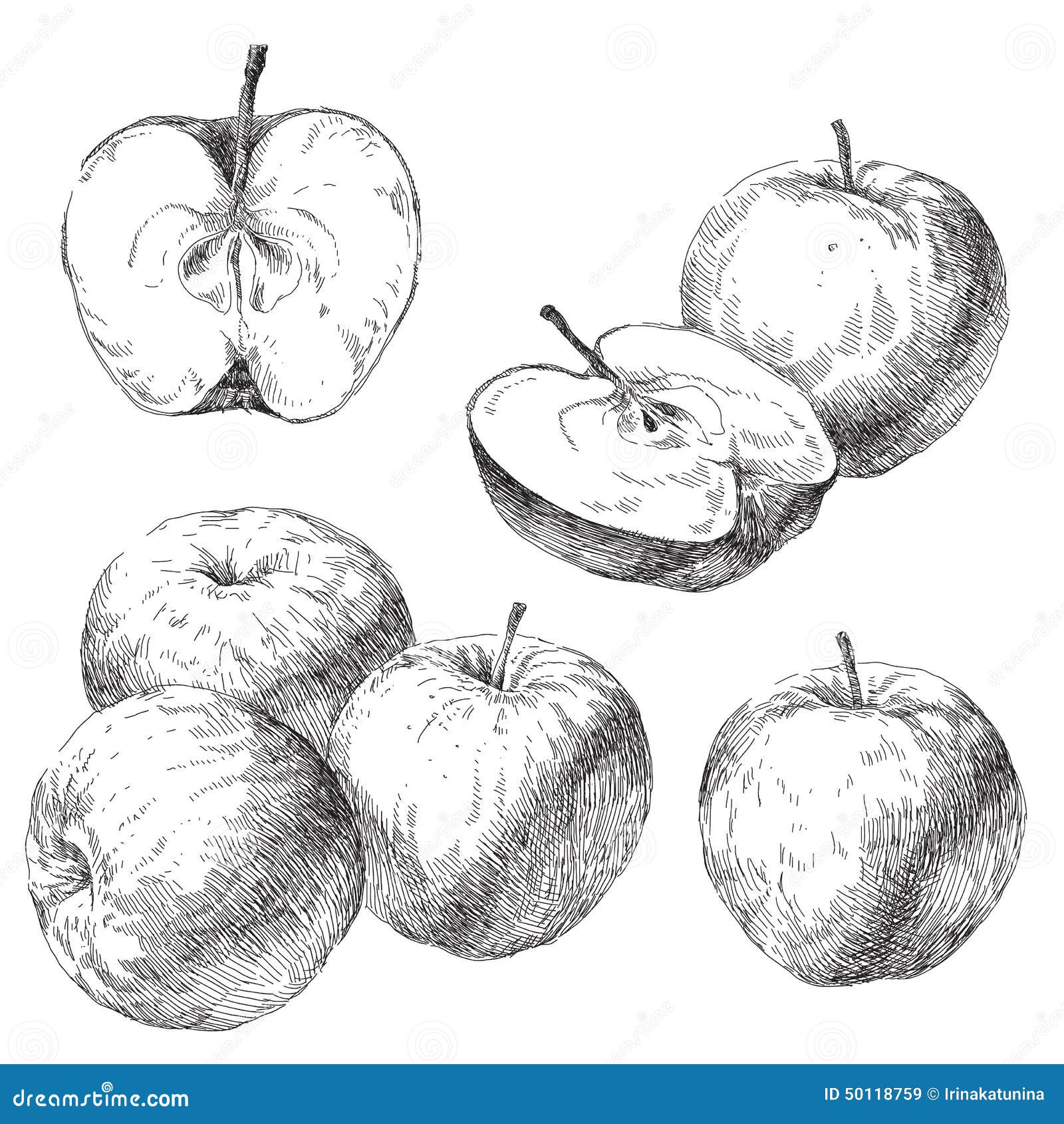 Vektorsatz Hand Gezeichnete Äpfel Vektor Abbildung - Illustration von ...