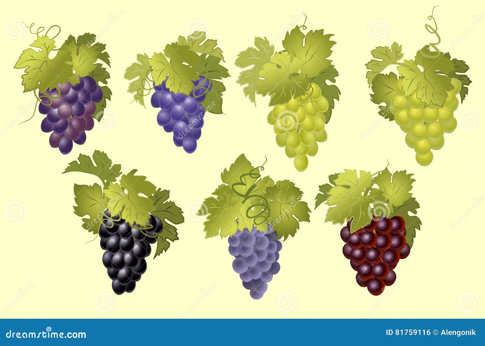 Vektorsatz Weintrauben vektor abbildung. Illustration von frech - 81759116