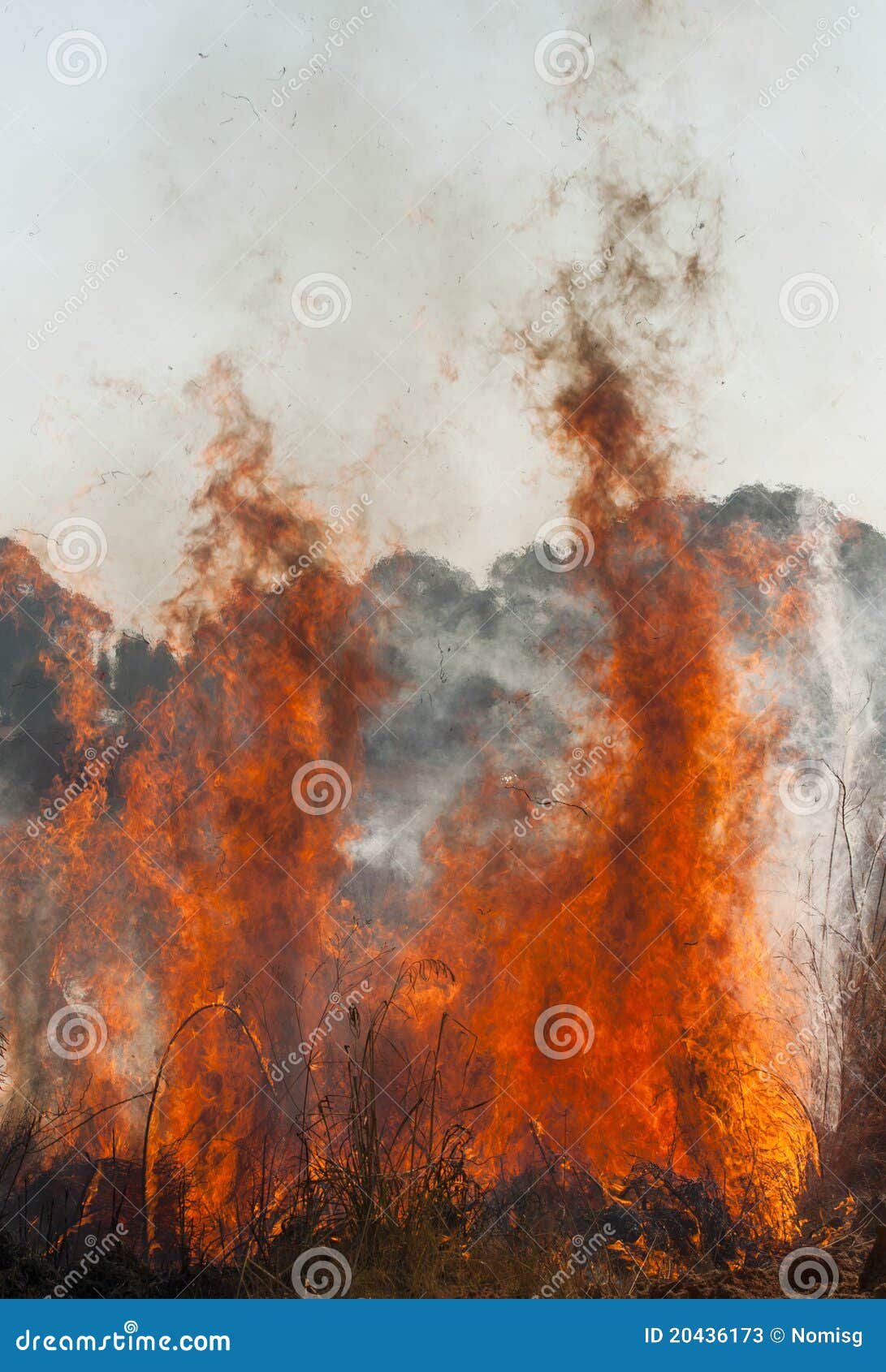 Veld Fire stock image. Image of annual, winter, flaring - 20436173