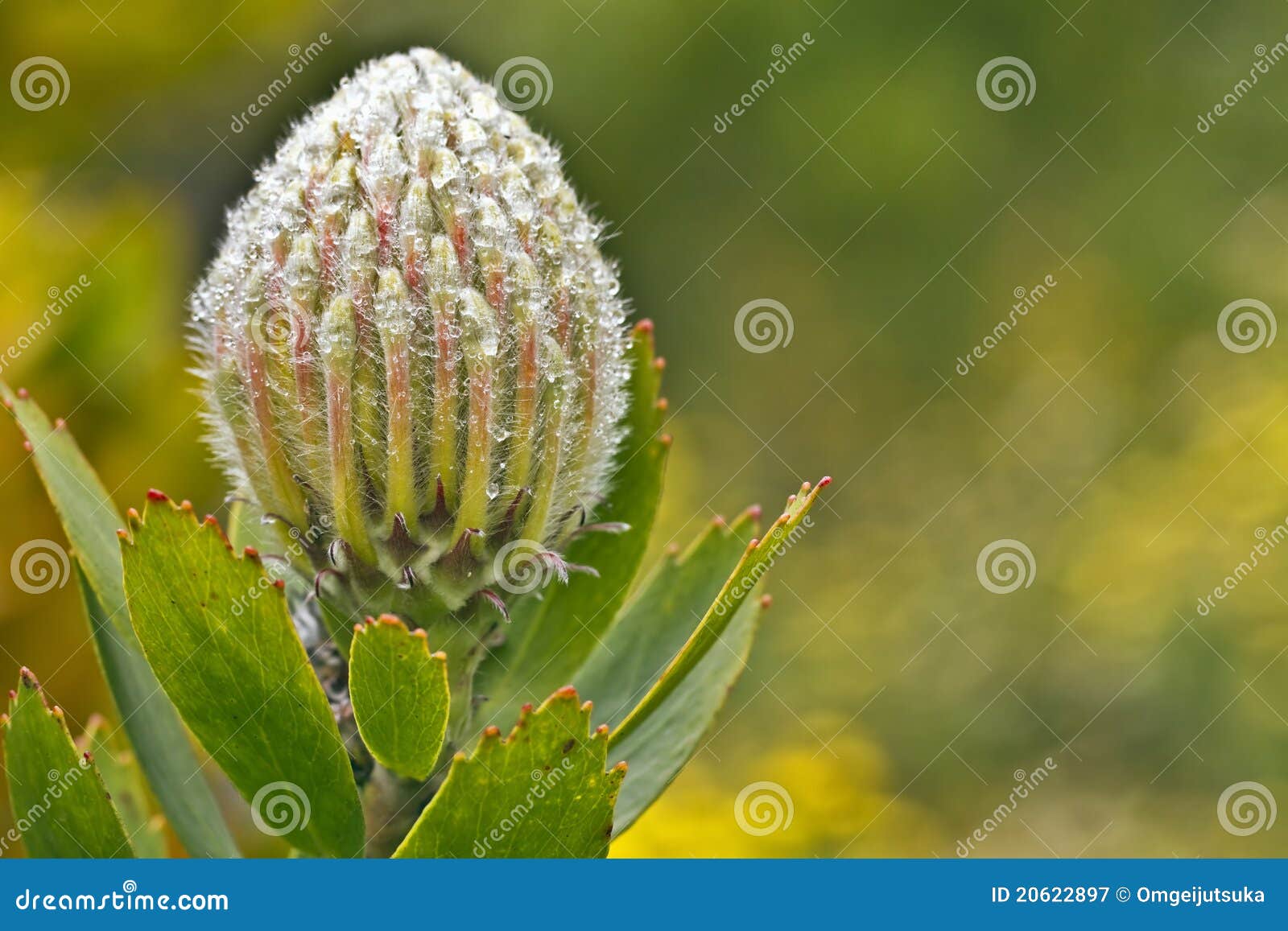 Veld Fire Bud stock image. Image of fire, plant, droplets - 20622897